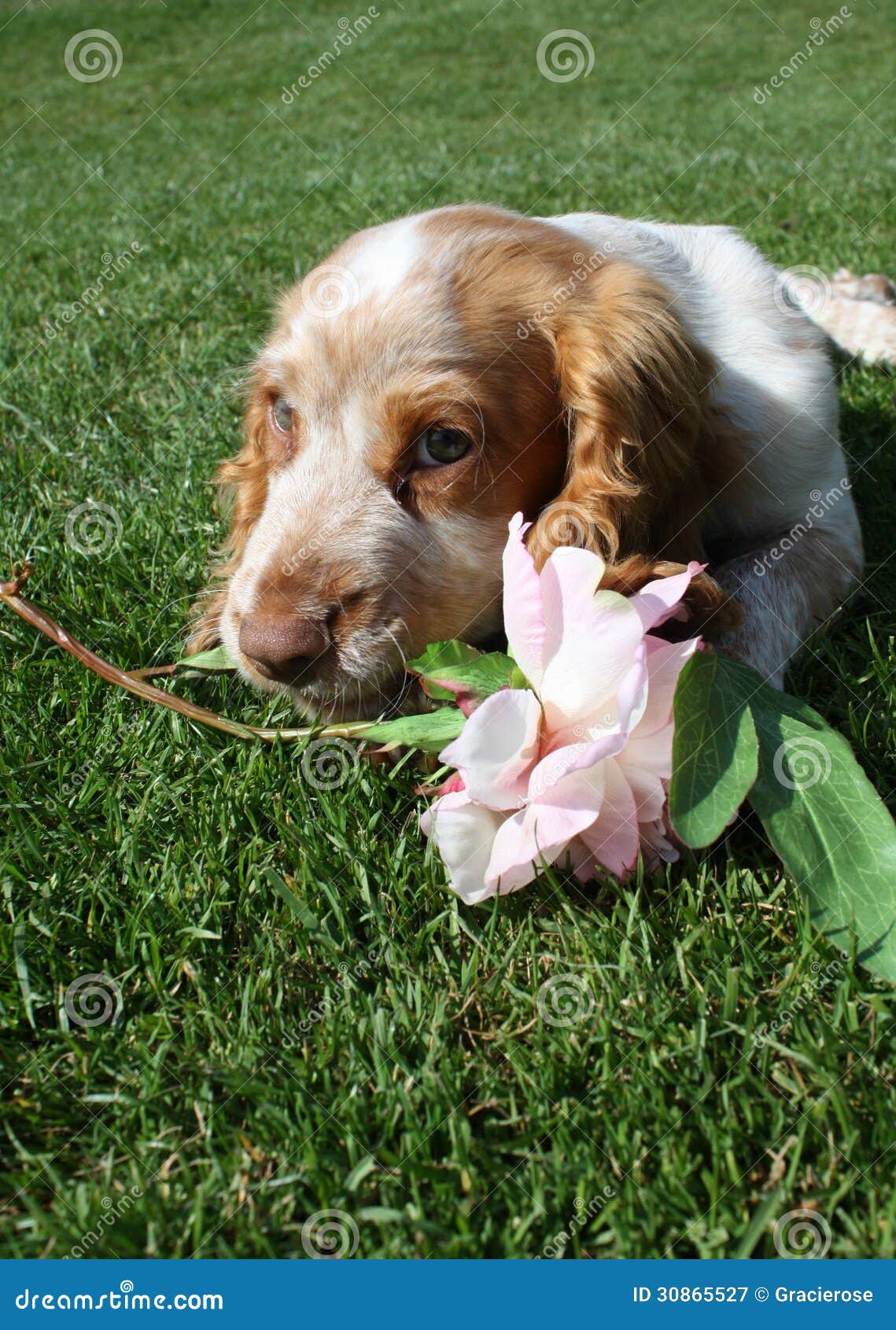 Cute puppy chewing flower stock image. Image of cocker - 30865527