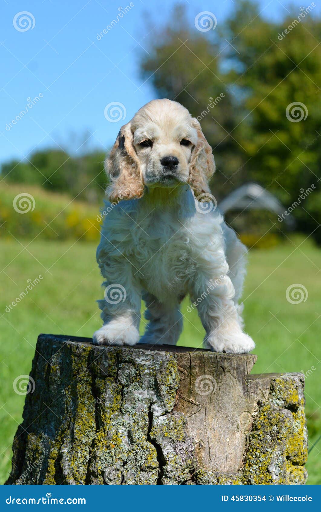 Cute puppy stock photo. Image of country, wood, standing - 45830354