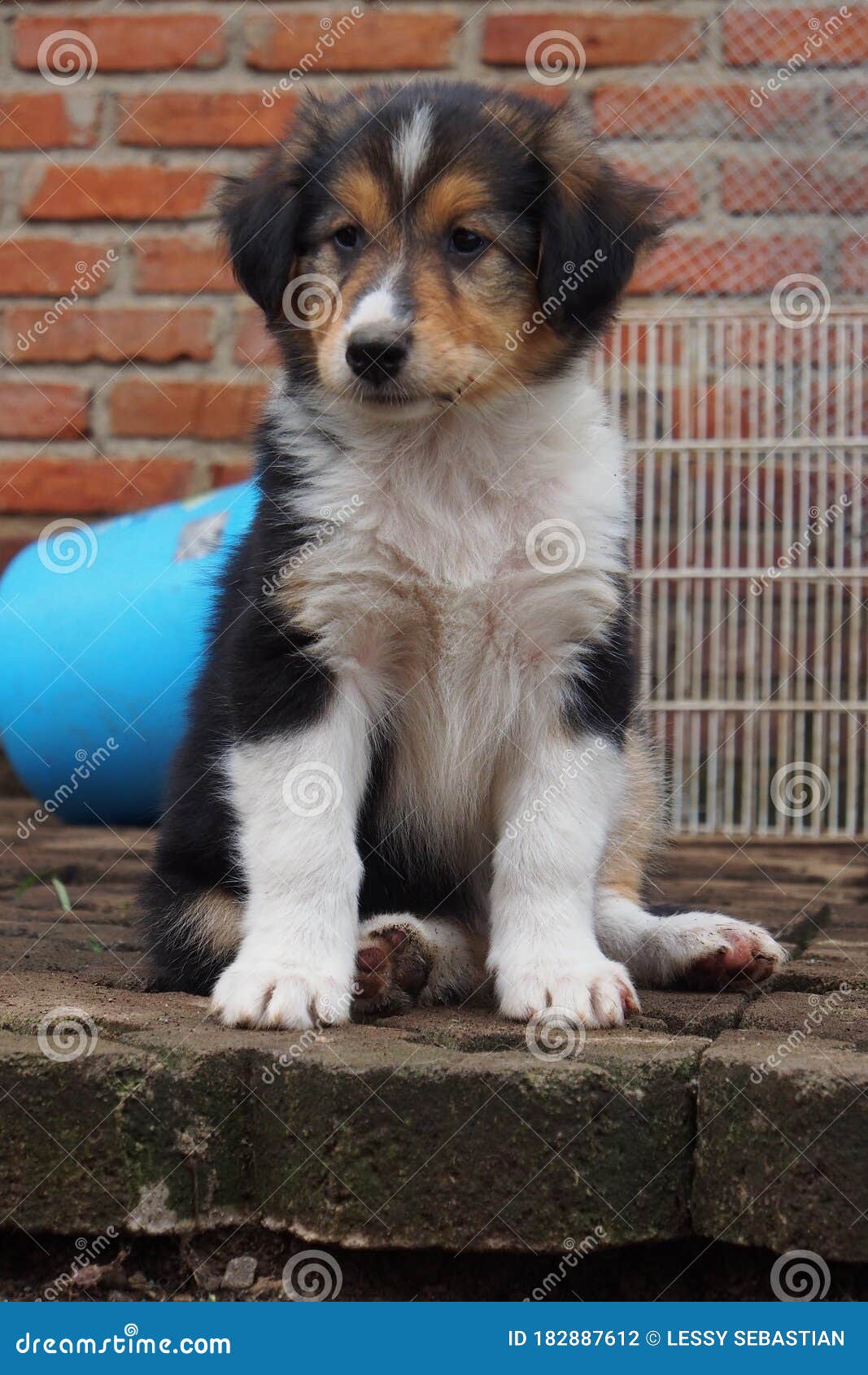The Cute puppy Collie dog stock photo. Image of blue - 182887612