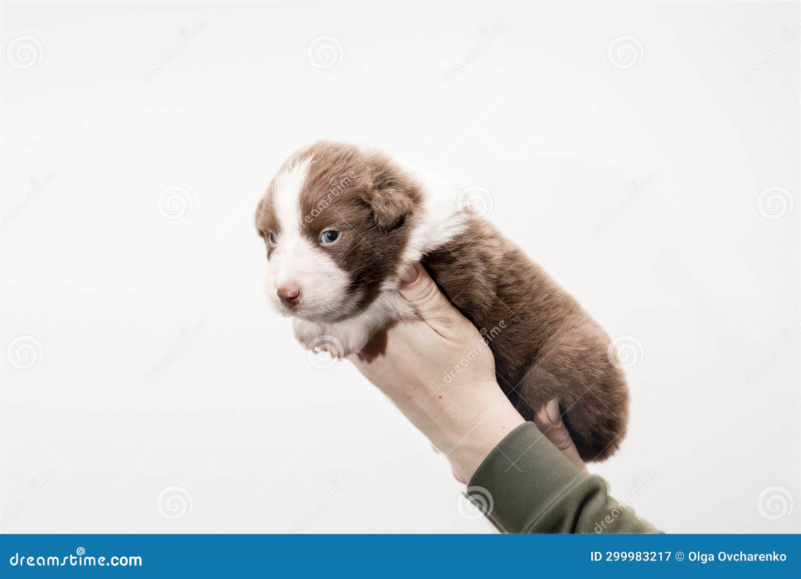 Cute Puppy Cradled in Gentle Hands on a White Background Stock Image ...