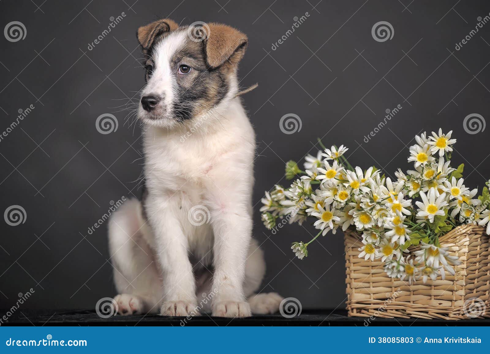 Cute puppy and daisies stock image. Image of german, flowers - 38085803