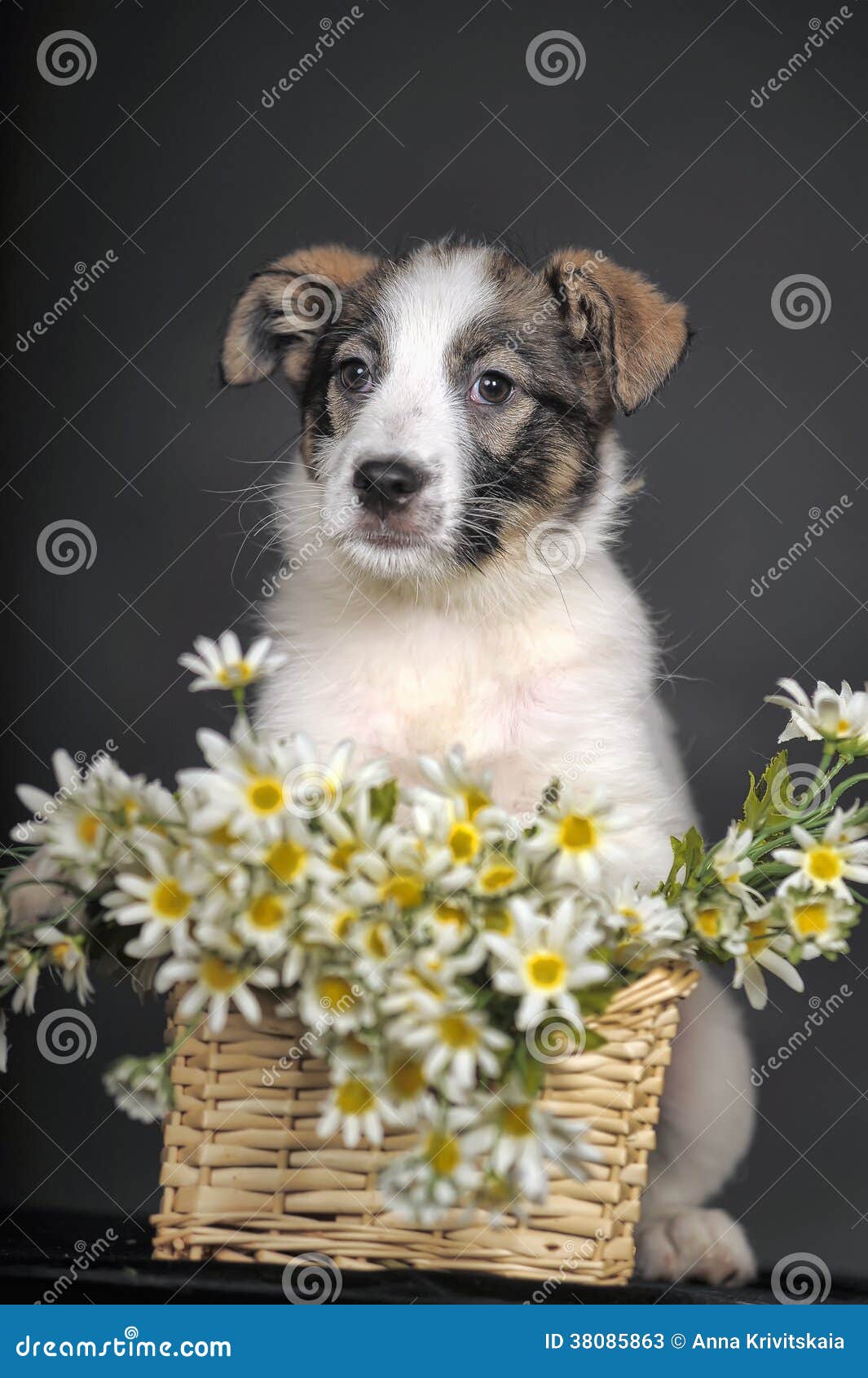 Cute puppy and daisies stock image. Image of fluffy, german - 38085863