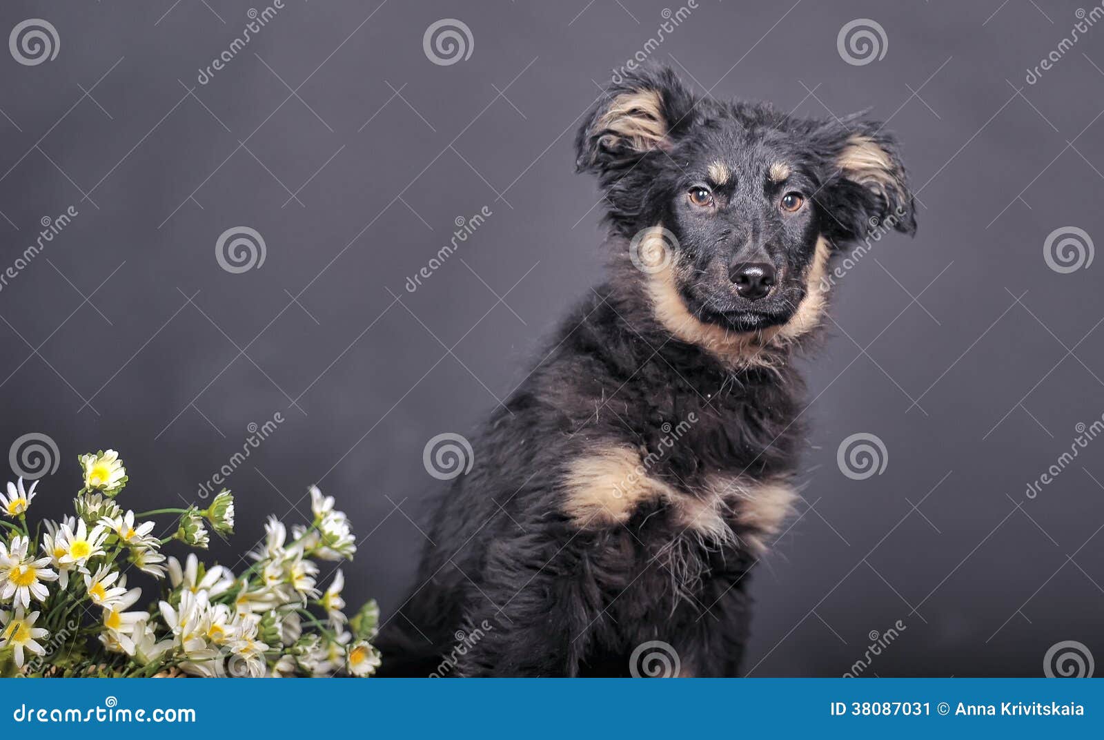 Cute puppy and daisies stock image. Image of facial, comfortable - 38087031
