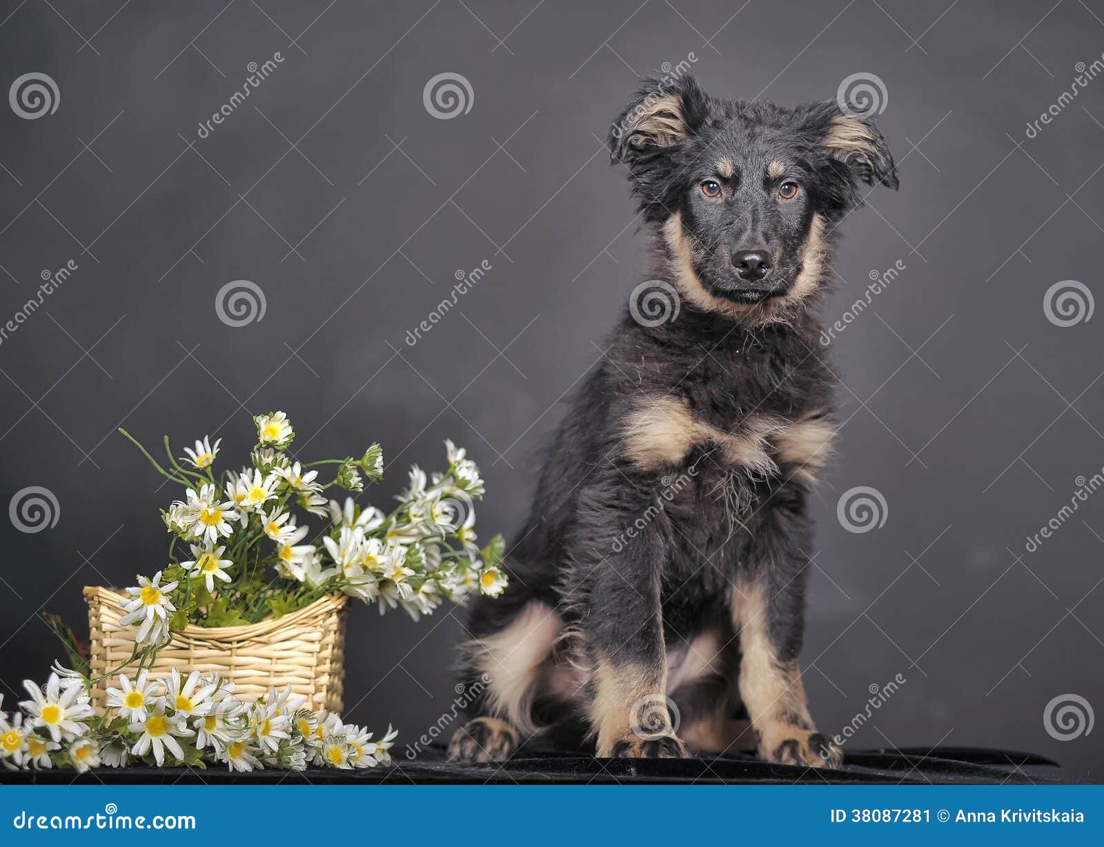 Cute puppy and daisies stock image. Image of brown, baby - 38087281