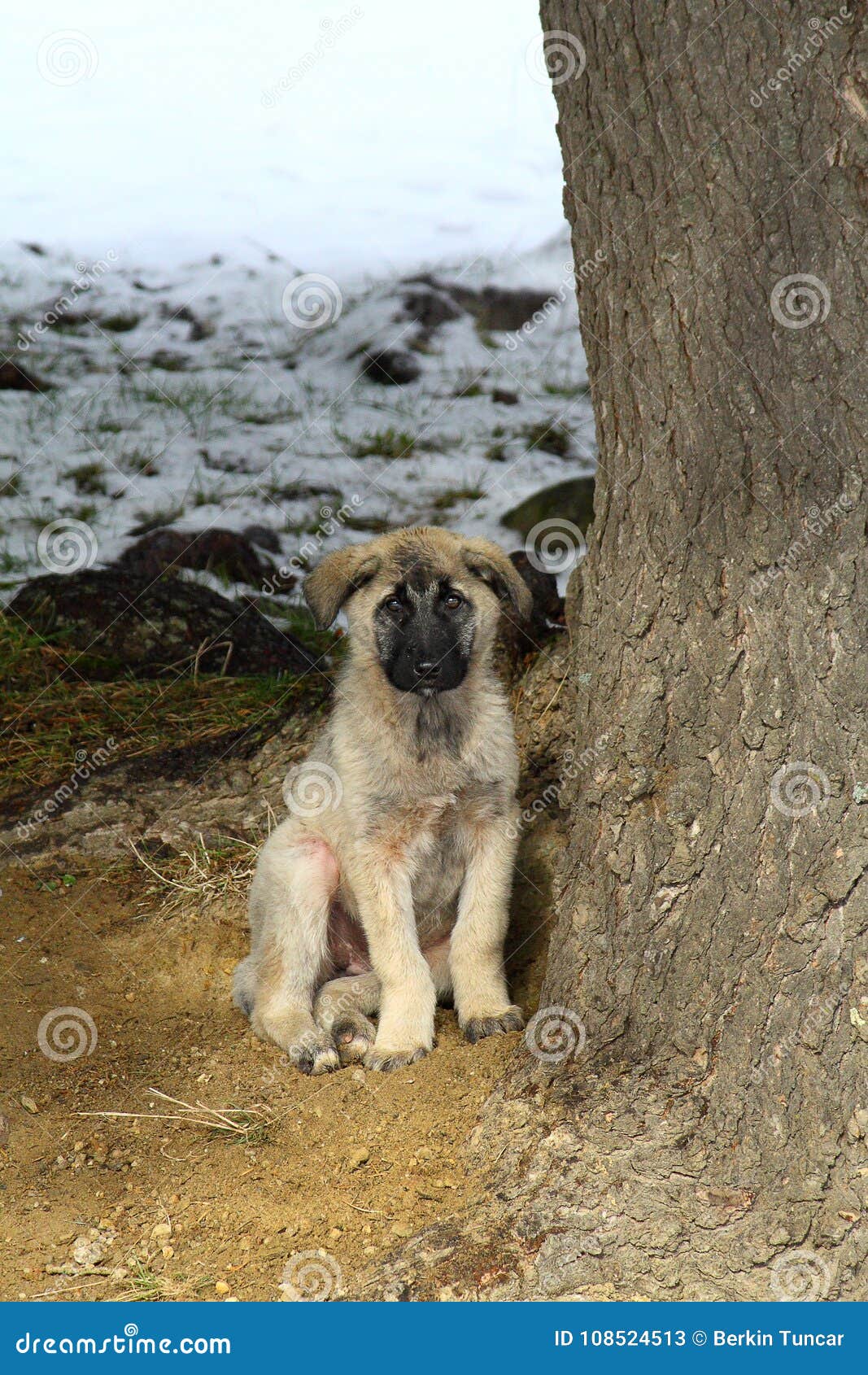 Cute puppy dog stock image. Image of cold, outdoors - 108524513