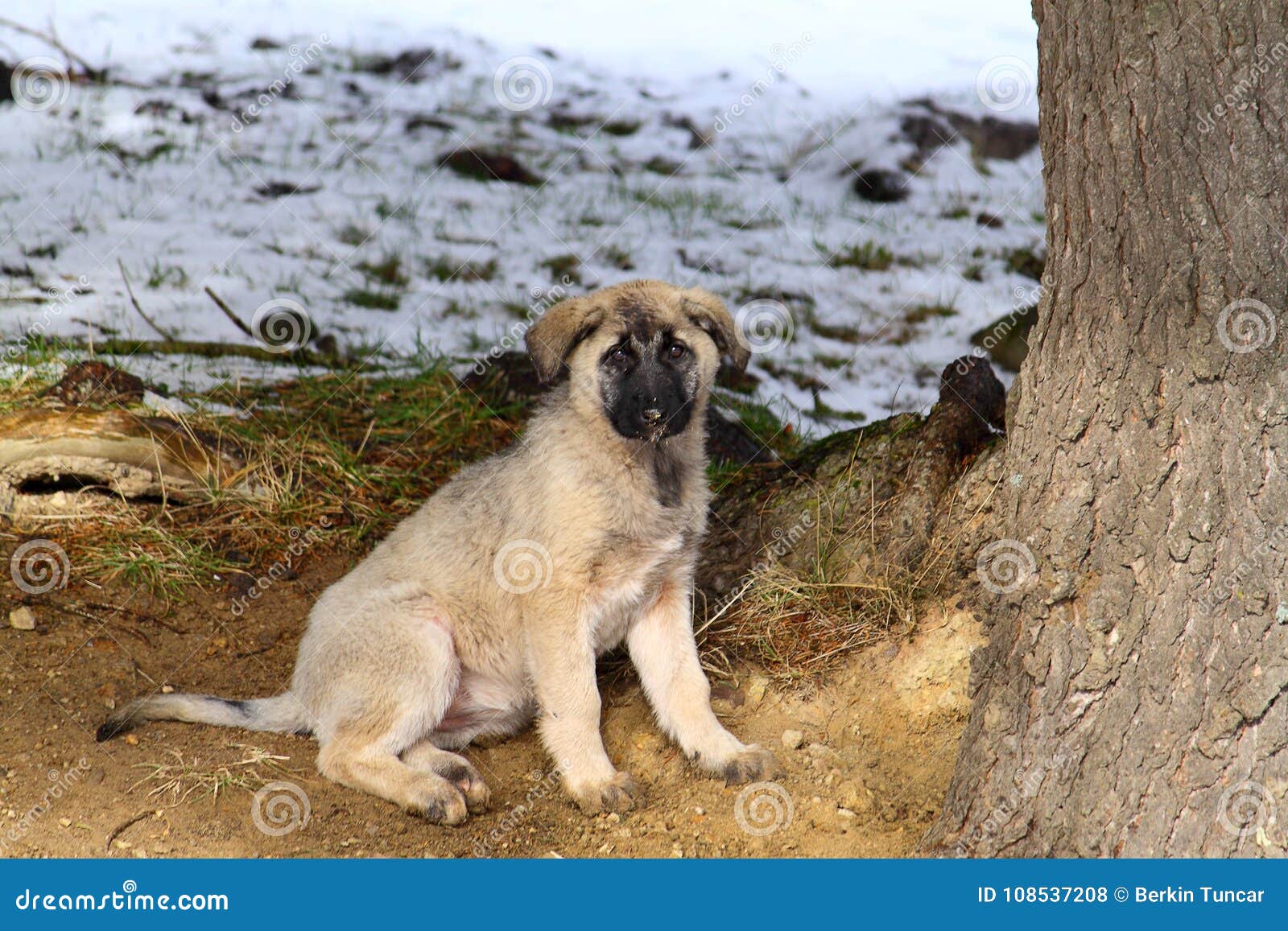 Cute puppy dog stock photo. Image of horizontal, snow - 108537208