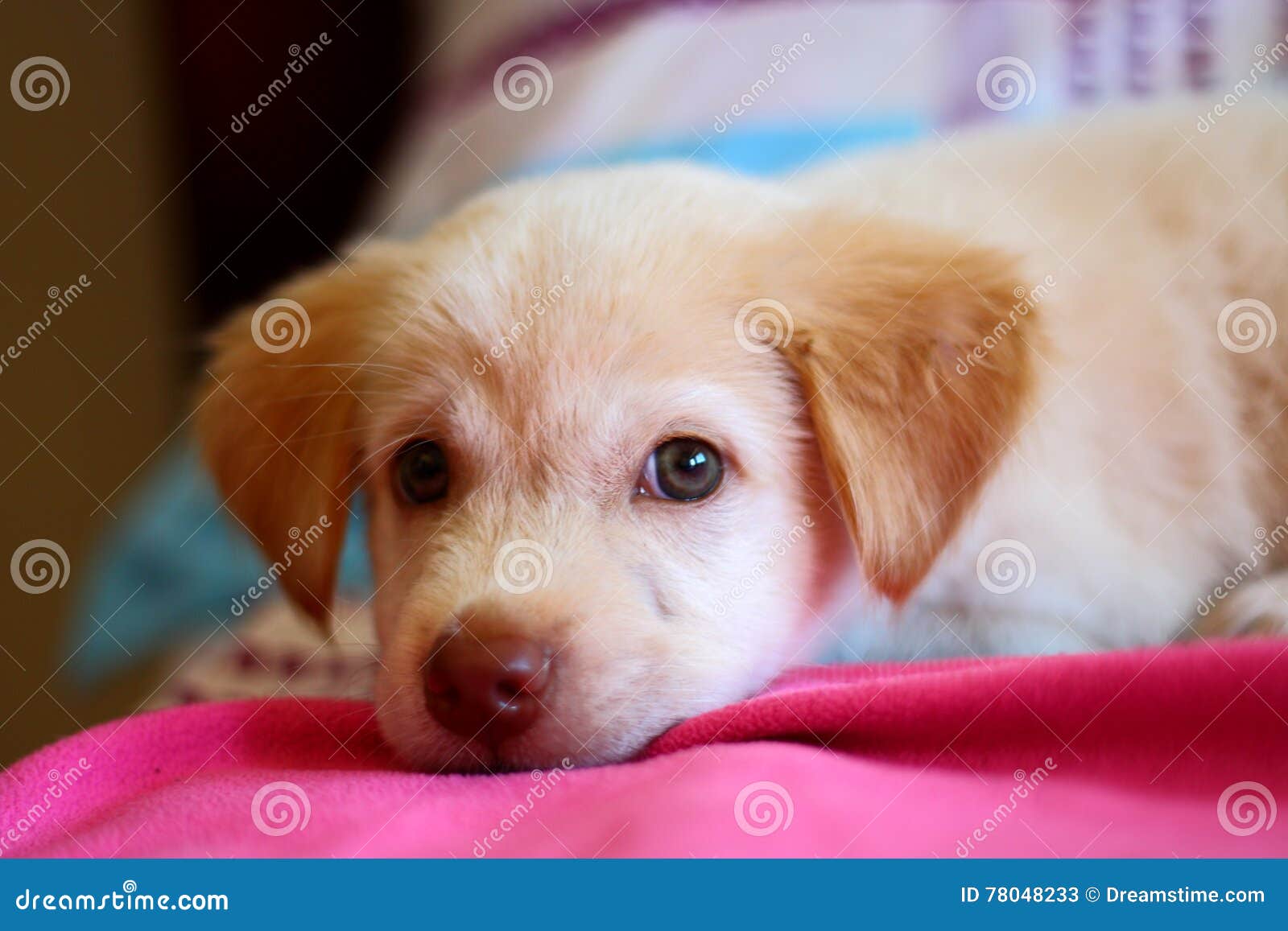 Cute Puppy Dog Resting on the Bed Stock Image - Image of cute, animal ...
