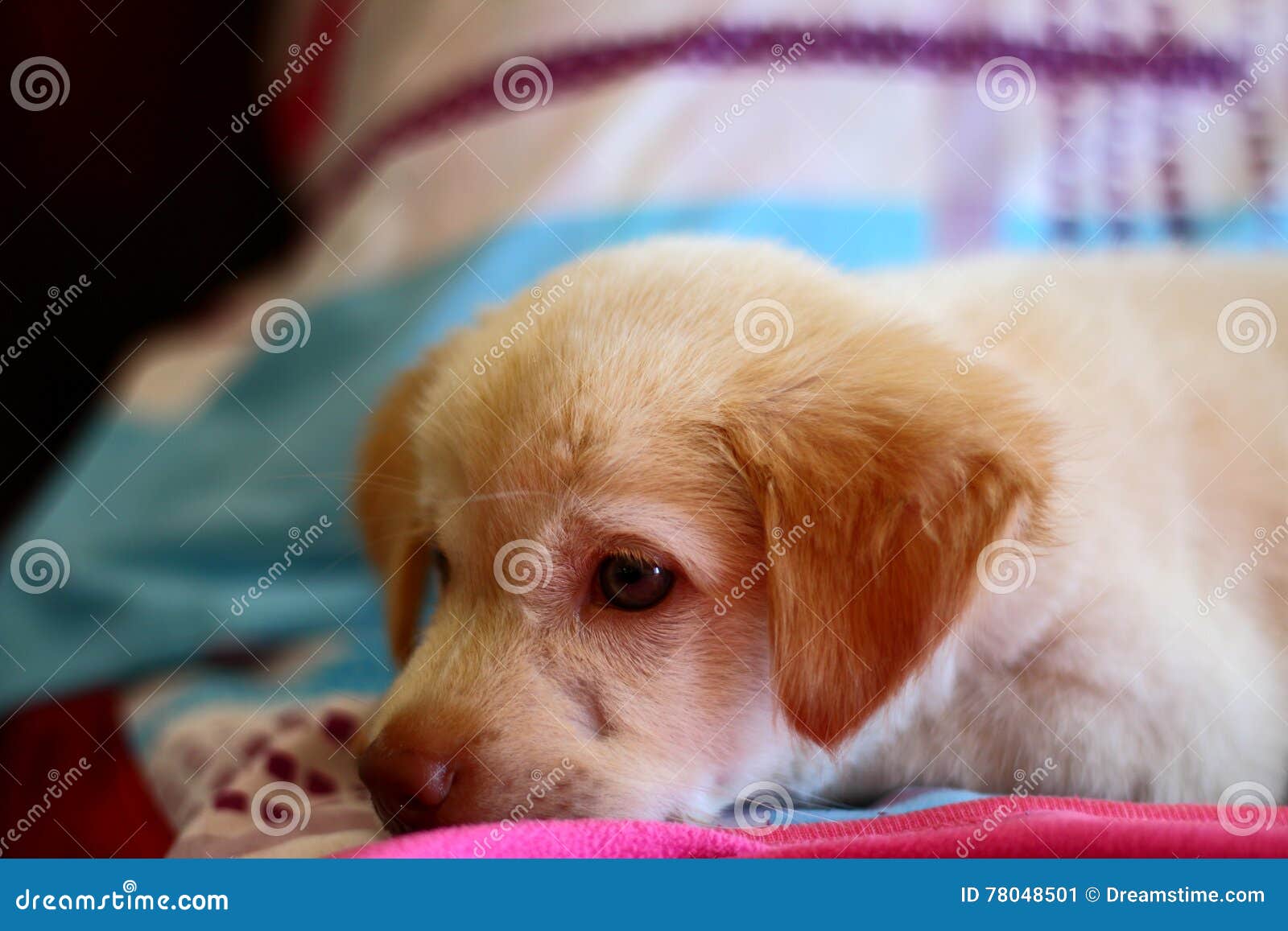 Cute Puppy Dog Resting on the Bed Stock Image - Image of cute, hide ...