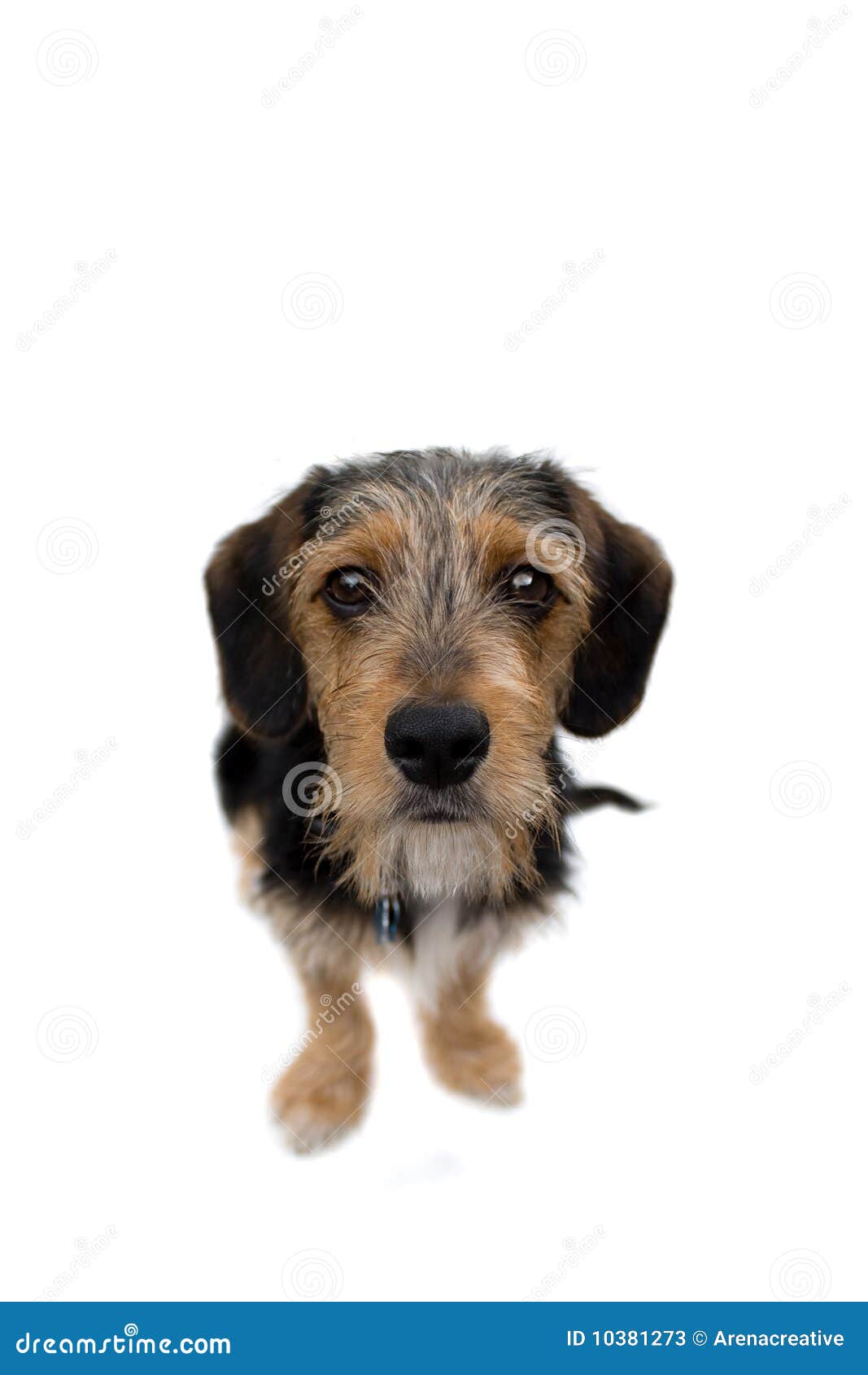 Wire Haired Terrier Beagle Mix