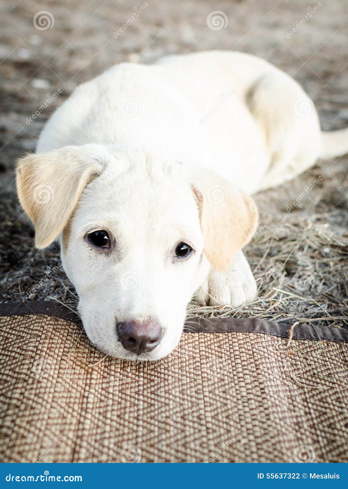 Do Dogs Look Sad On Purpose