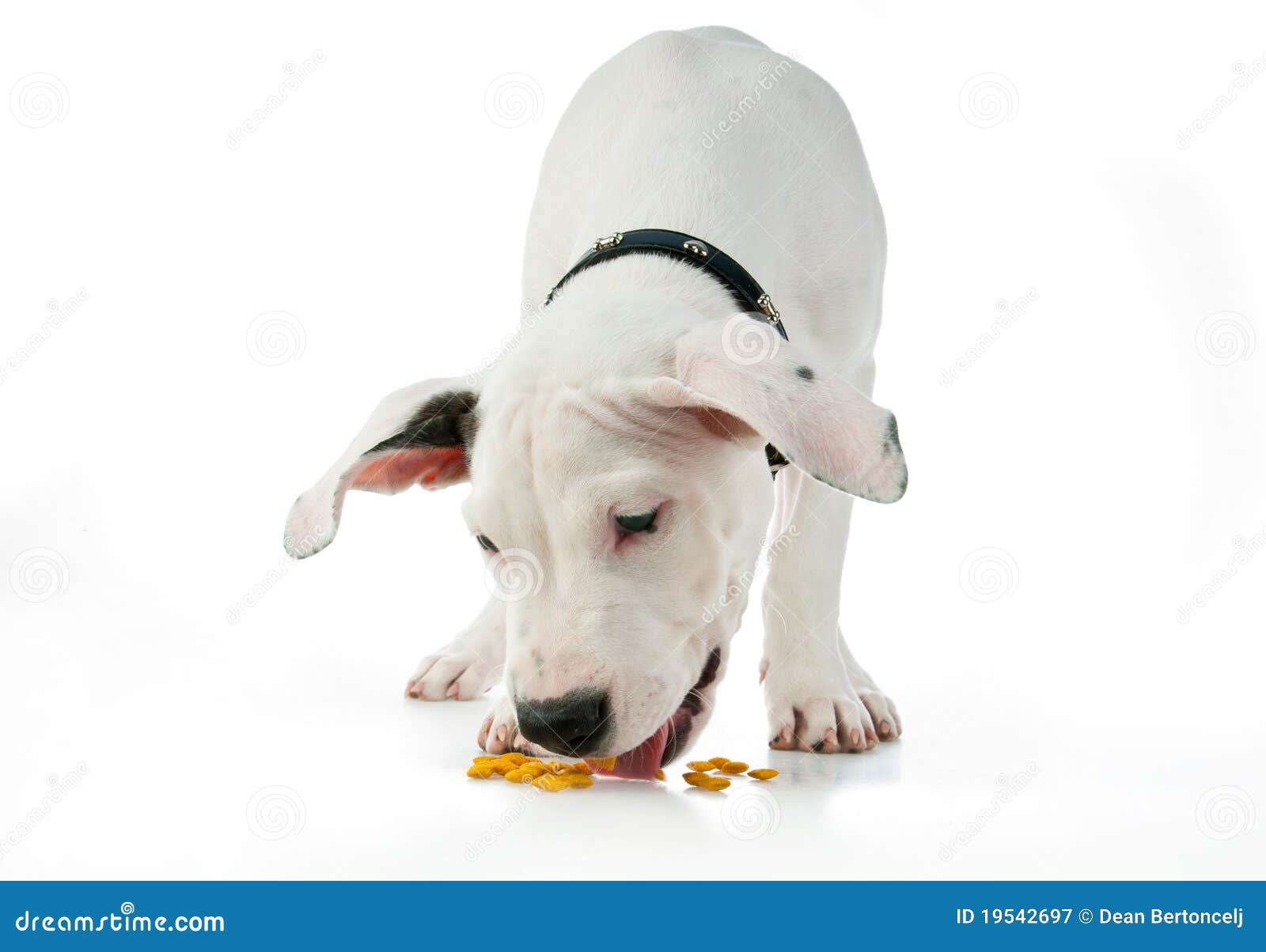 Cute puppy eating stock image. Image of small, white - 19542697
