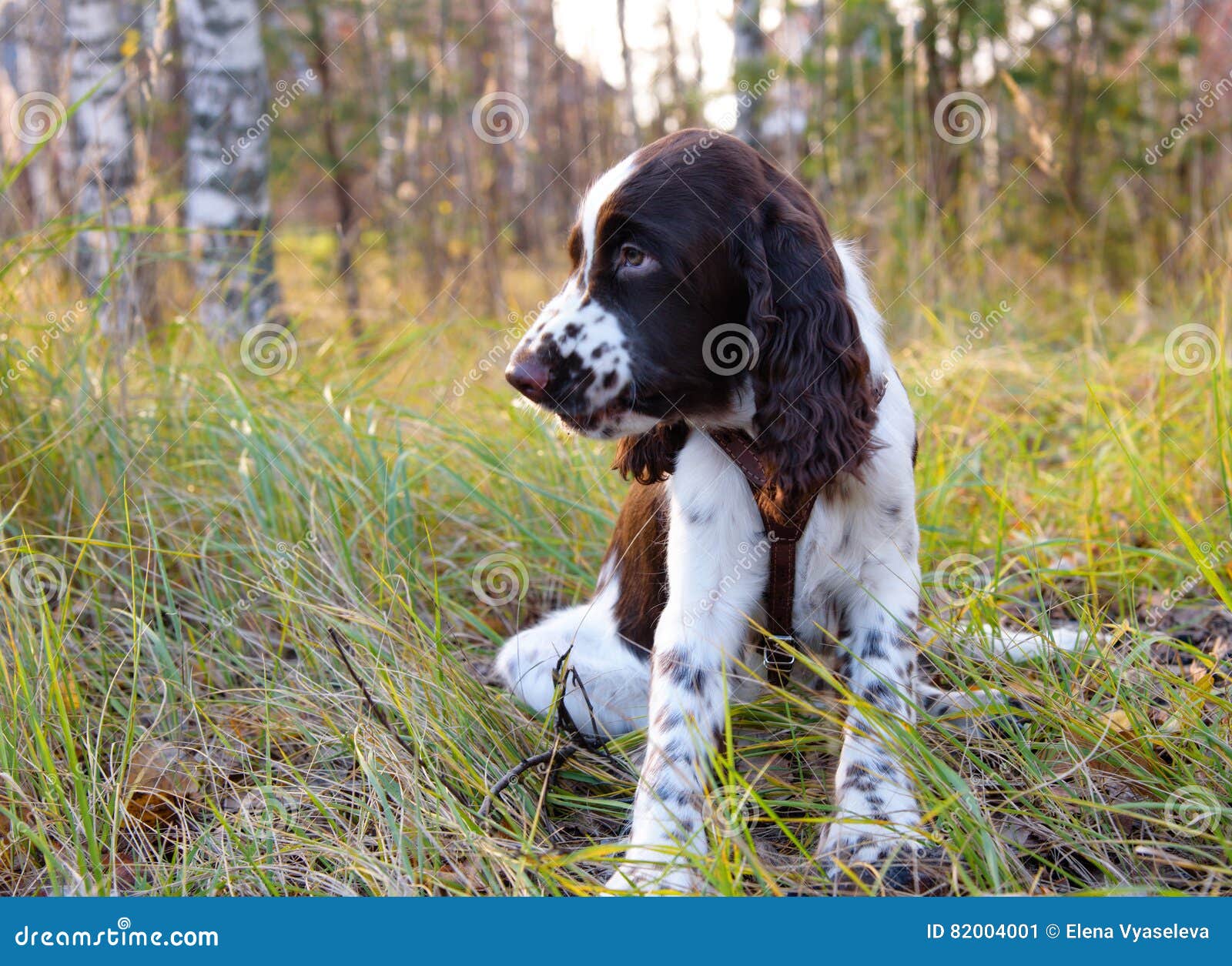 Cute Puppy English Springer Spaniel Lying on the Nature Stock Image ...