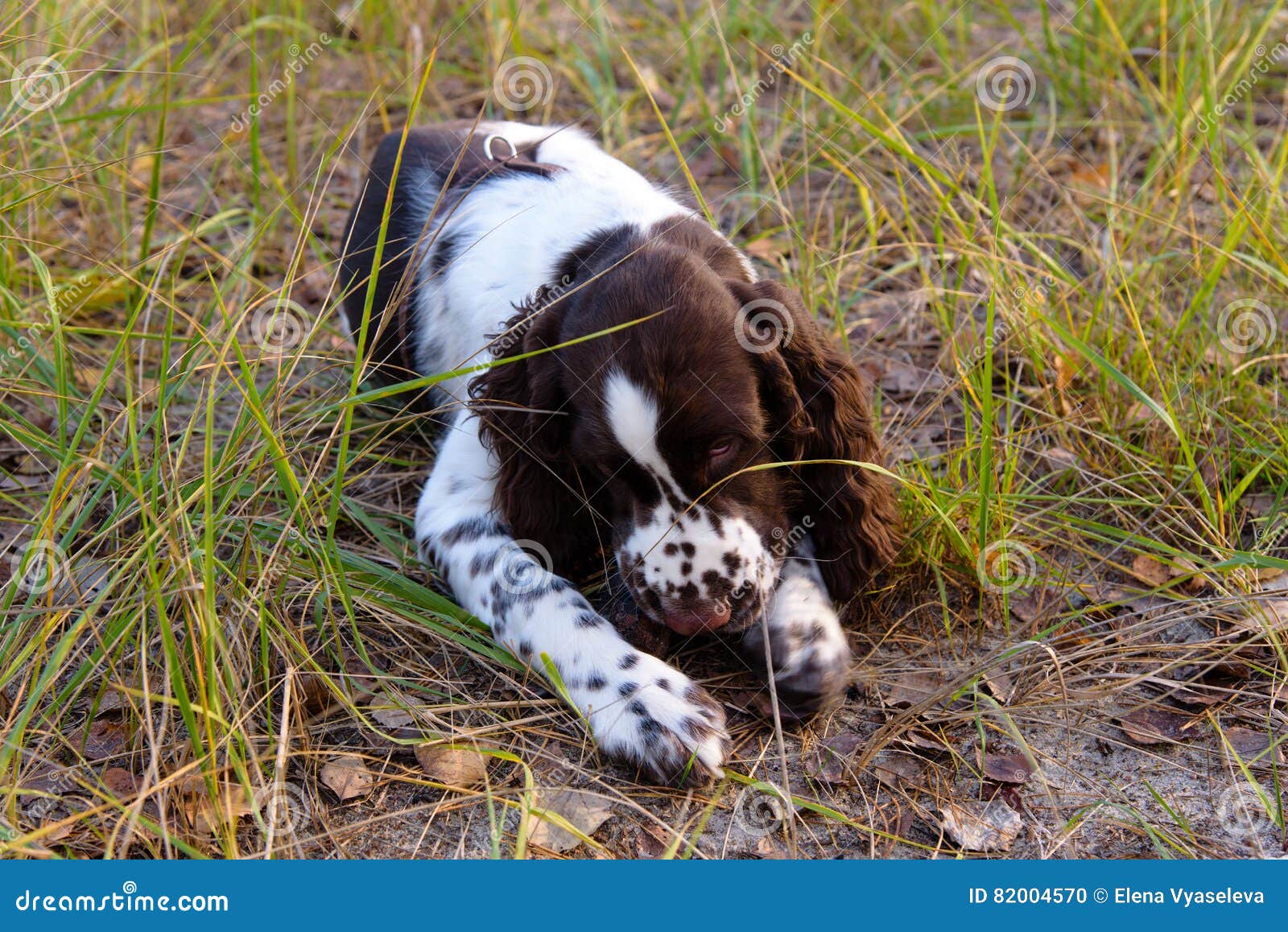 Cute Puppy English Springer Spaniel Lying on the Nature Stock Photo ...