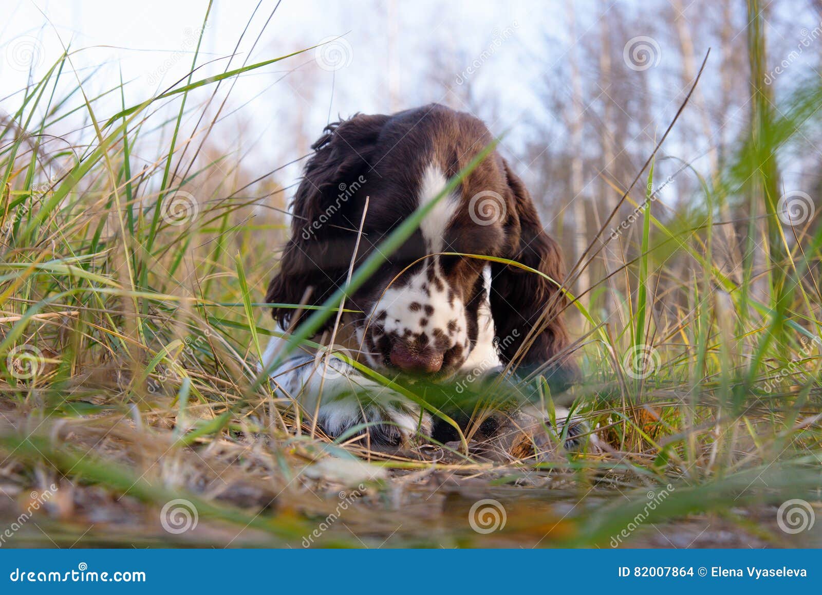 Cute Puppy English Springer Spaniel Lying on the Nature Stock Photo ...