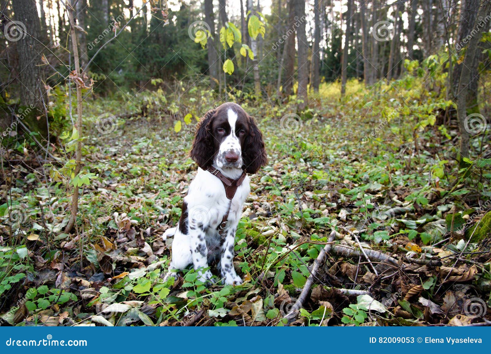 Cute Puppy English Springer Spaniel Lying on the Nature Stock Image ...