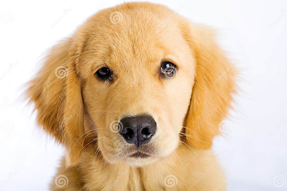 Cute puppy face stock photo. Image of nose, animal, bred - 20917044