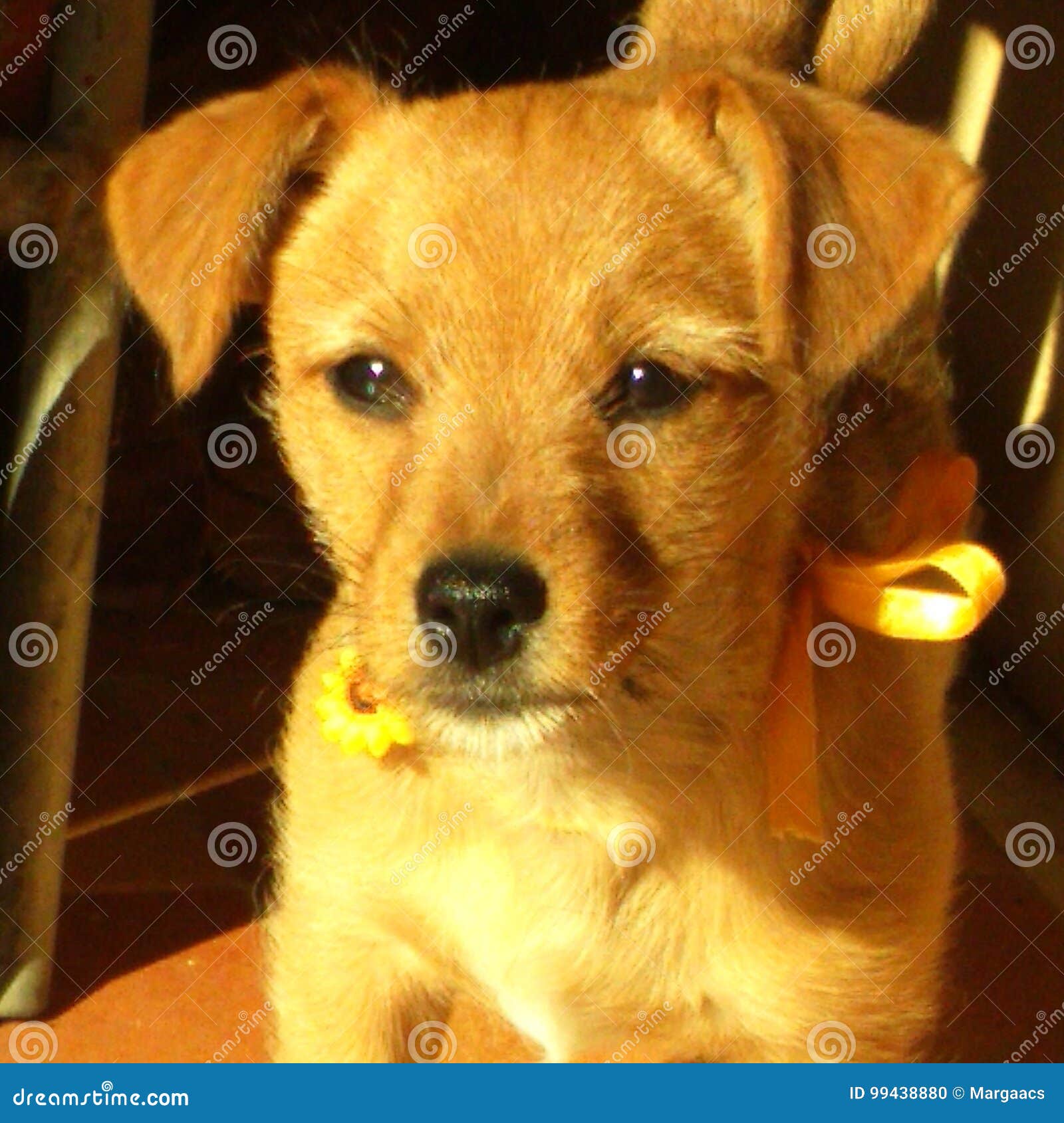 Cute puppy stock photo. Image of face, kennel, breed - 99438880