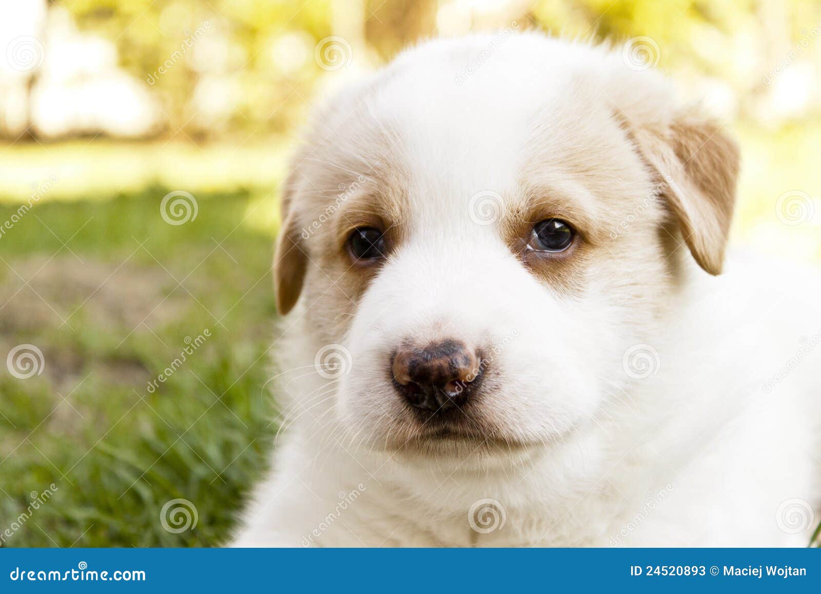 Cute Puppy Facing Camera stock image. Image of hazel - 24520893
