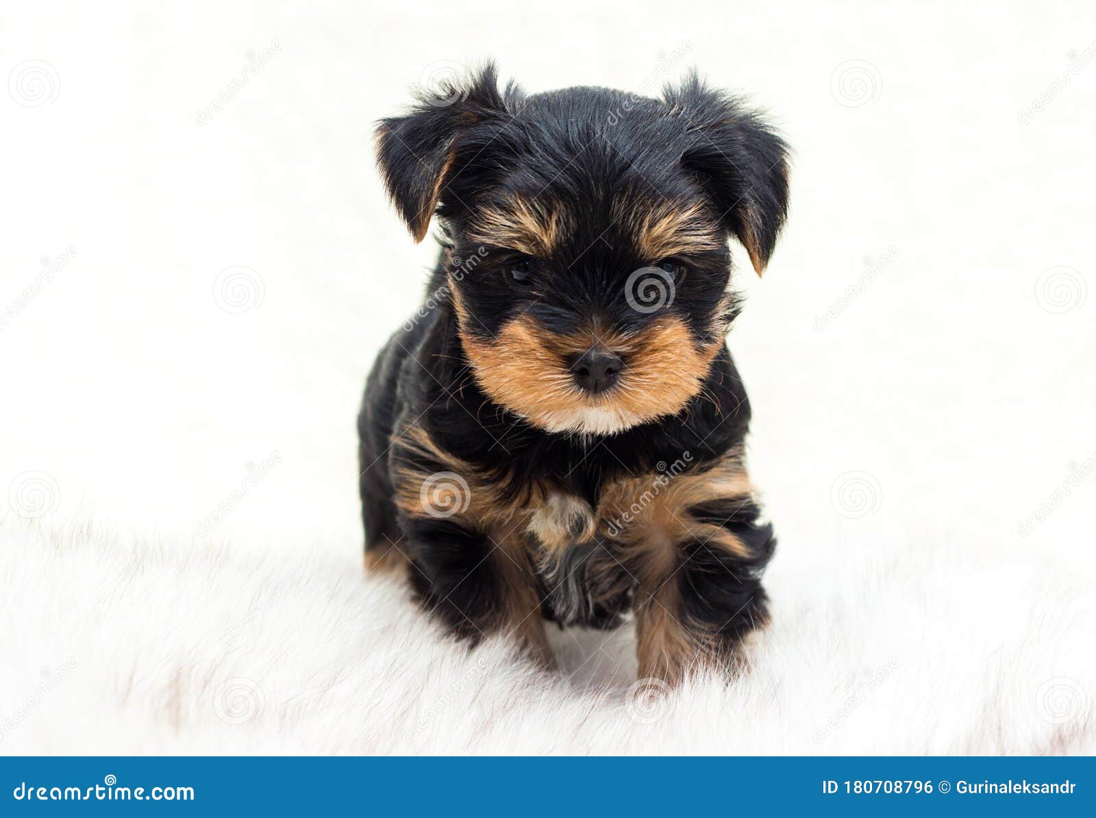 Puppy on a Fluffy Blanket, Yorkshire Terrier Stock Photo - Image of ...
