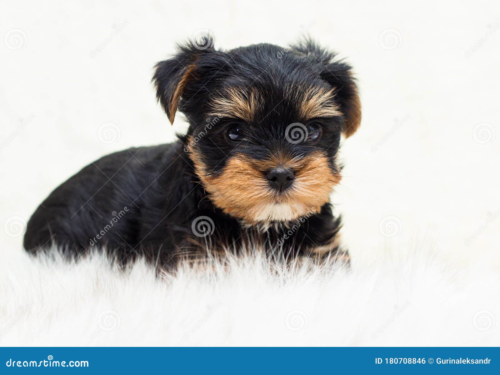 Puppy on a Fluffy Blanket, Yorkshire Terrier Stock Photo - Image of ...