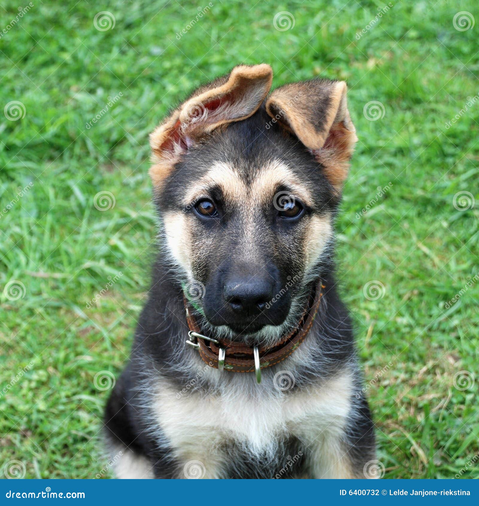 Cute Puppy, German Shepherd Dog Stock Photo - Image of pets, beauty ...