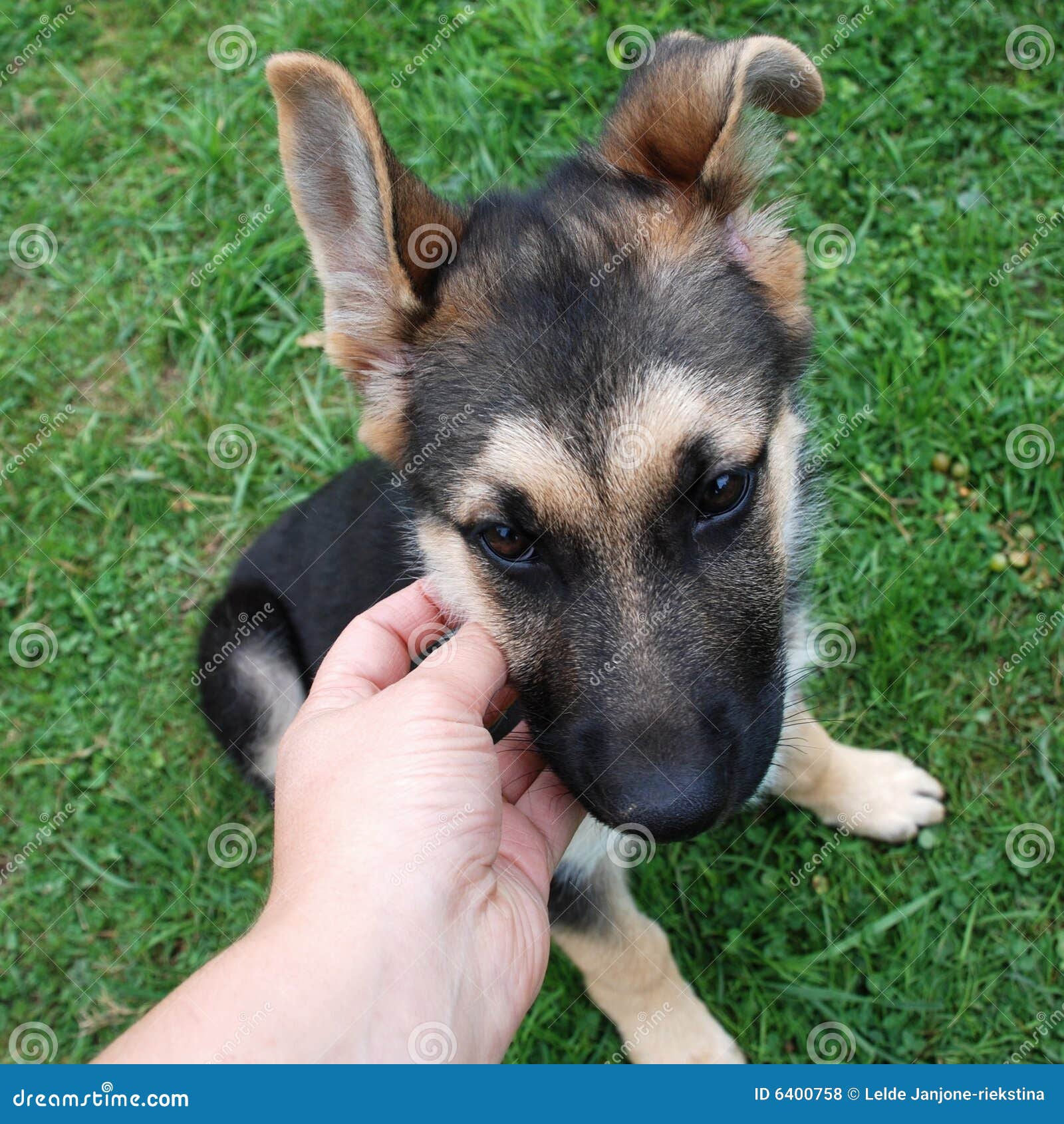 Cute Puppy, German Shepherd Dog Stock Photo - Image of grass, cute: 6400758