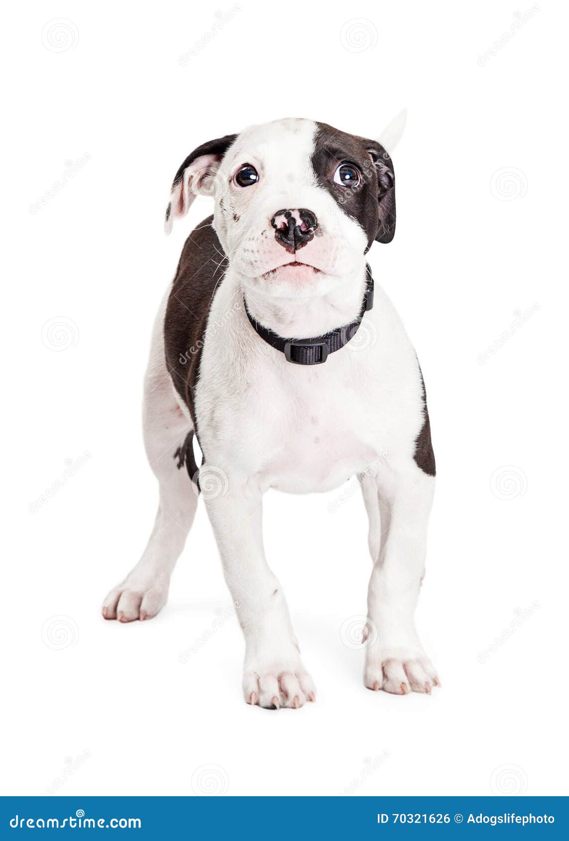 Cute Puppy Guilty Expression Stock Photo - Image of full, guilt: 70321626