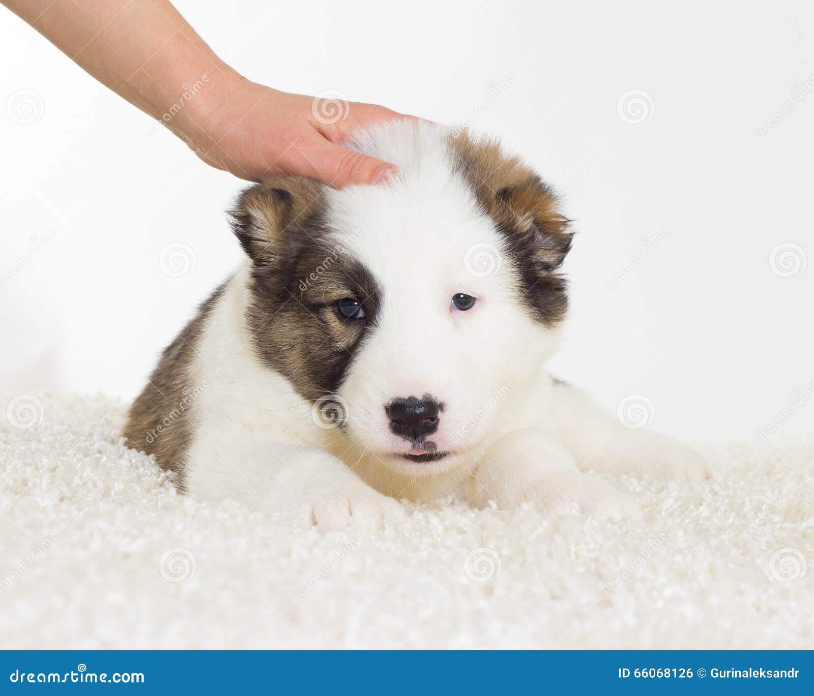Cute puppy and hand stock photo. Image of love, pets - 66068126
