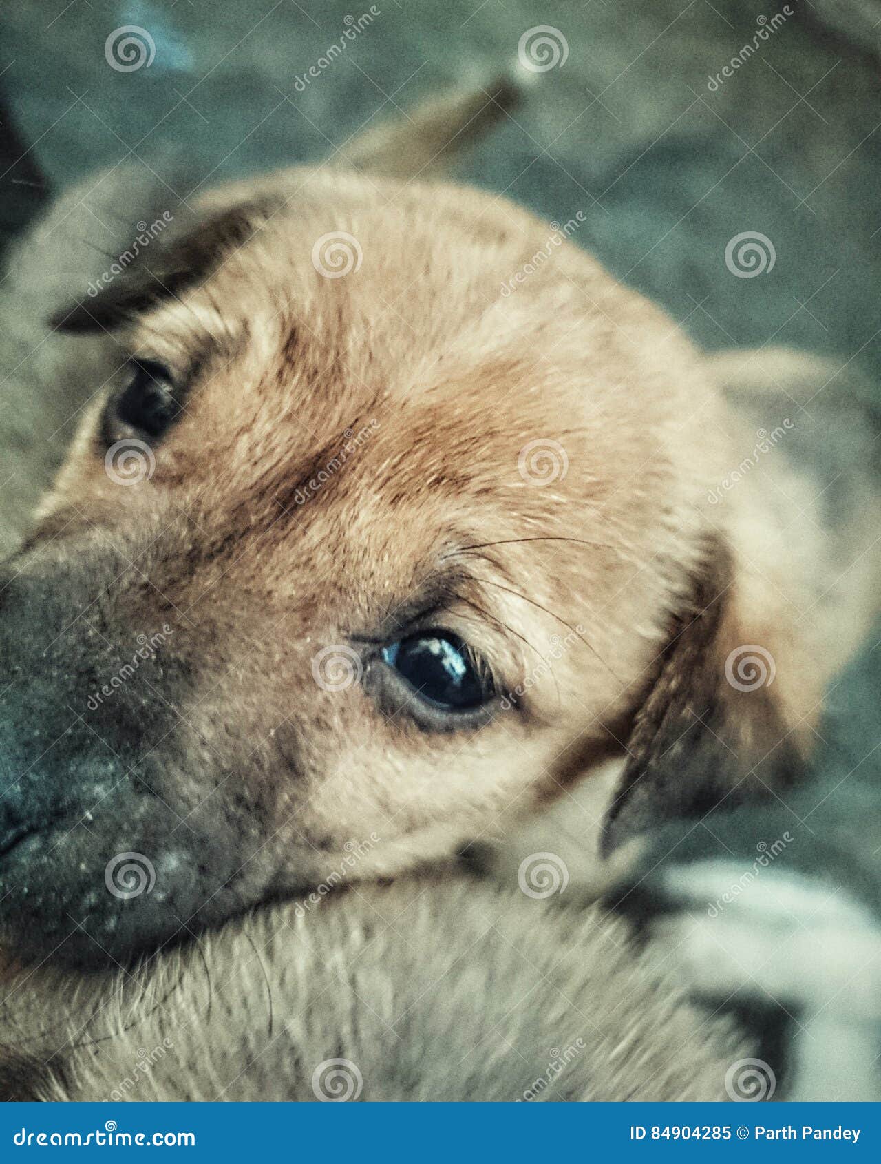 Cute puppy stock image. Image of cuteness, click, cute - 84904285