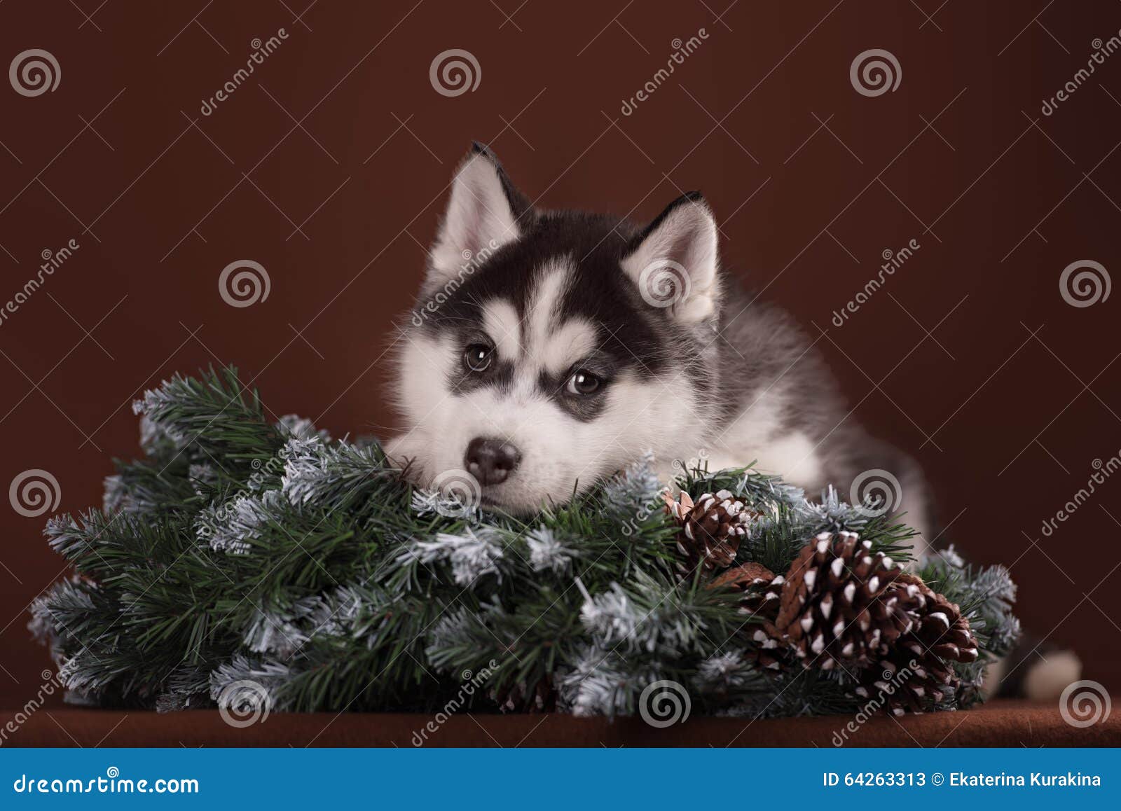 Cute Puppy Husky with Christmas Wreath Stock Image - Image of chukcha ...