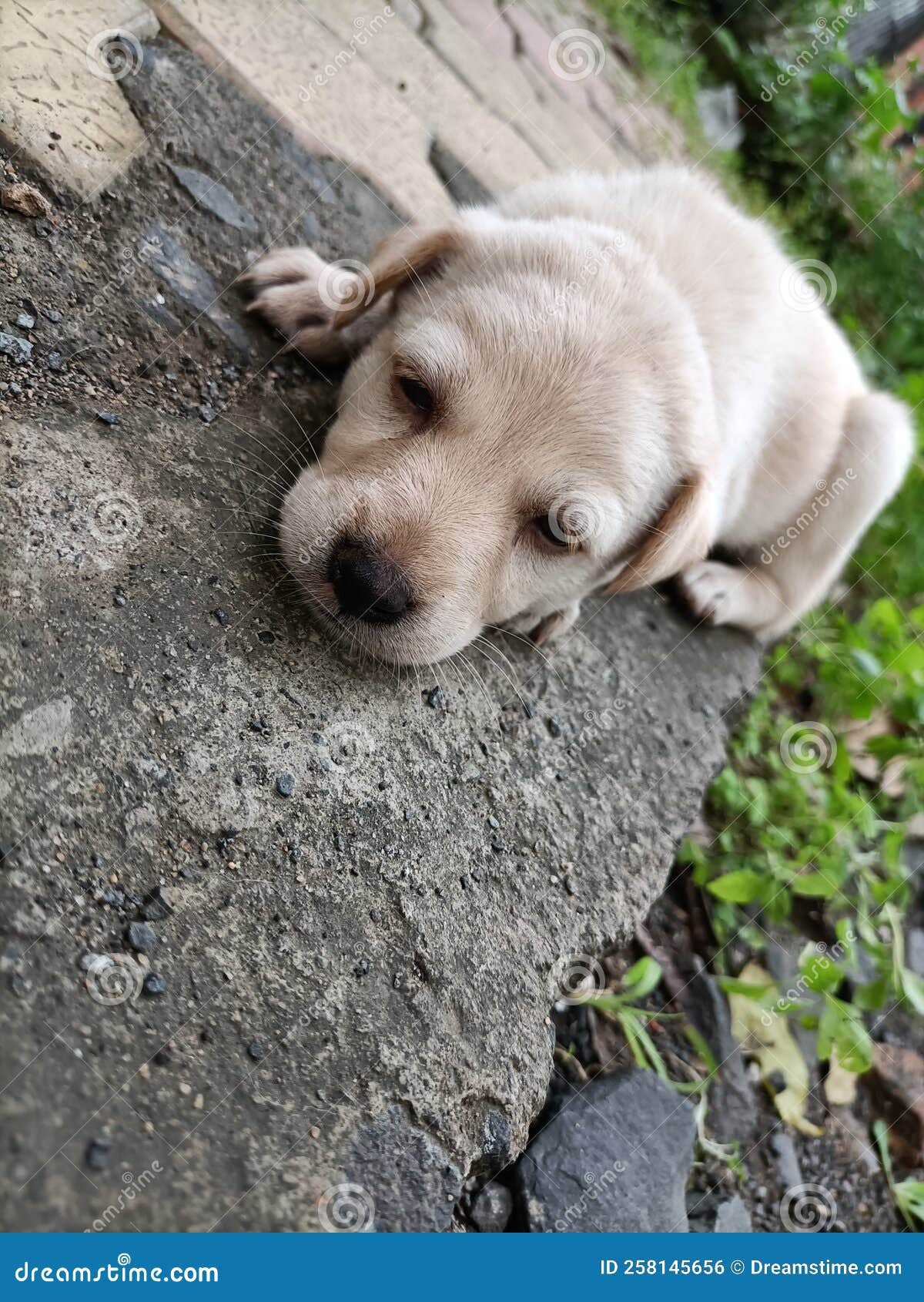 Cute Puppy Lab Cross Love Him Stock Photo - Image of cross, puppy ...