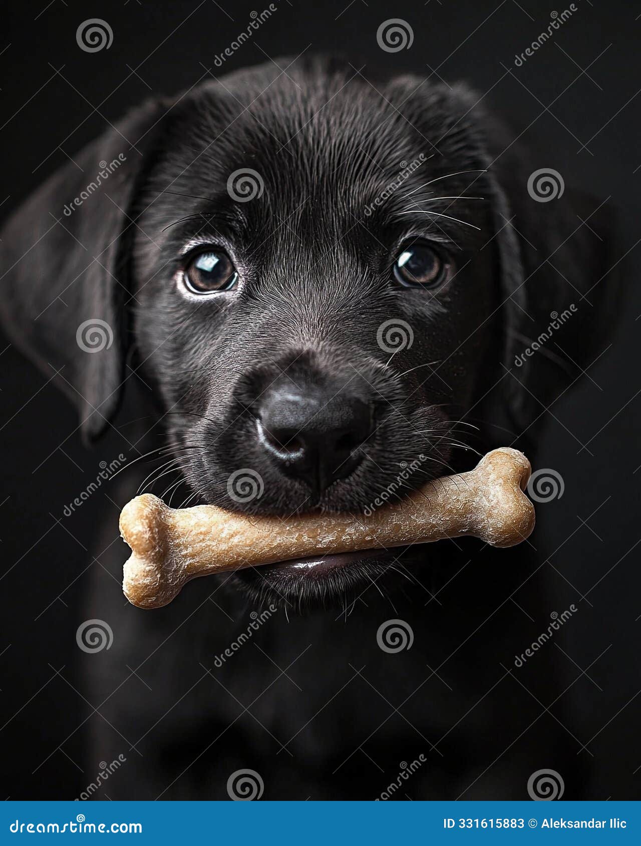 Cute Puppy Labrador with a Bone in Mouth. Generative Ai Stock Image ...