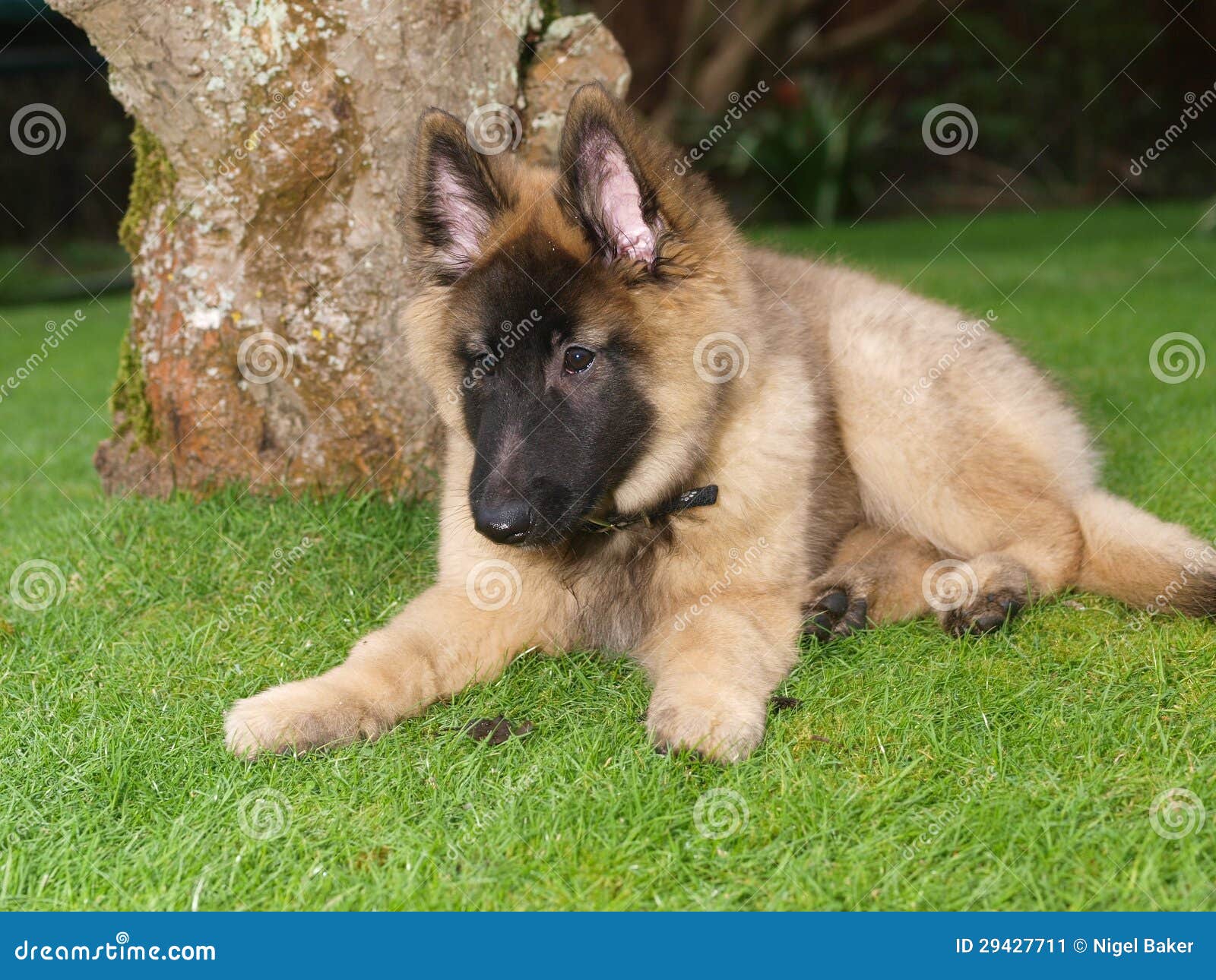 Cute Puppy Laying Down stock image. Image of white, loyal - 29427711