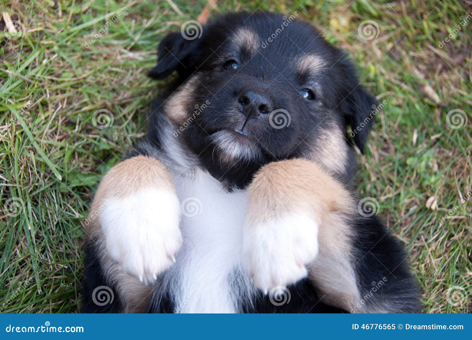 How Do I Choose A Laid Back Puppy