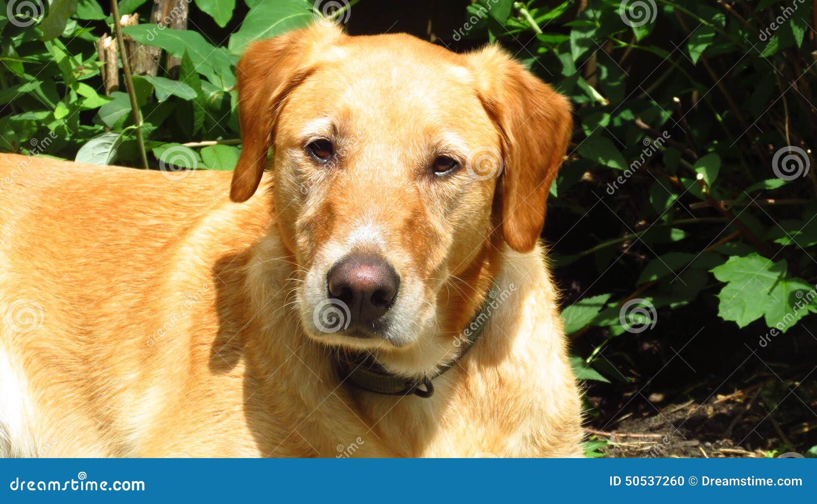 Cute Puppy Looking Interested Stock Photo - Image of looking, camera ...