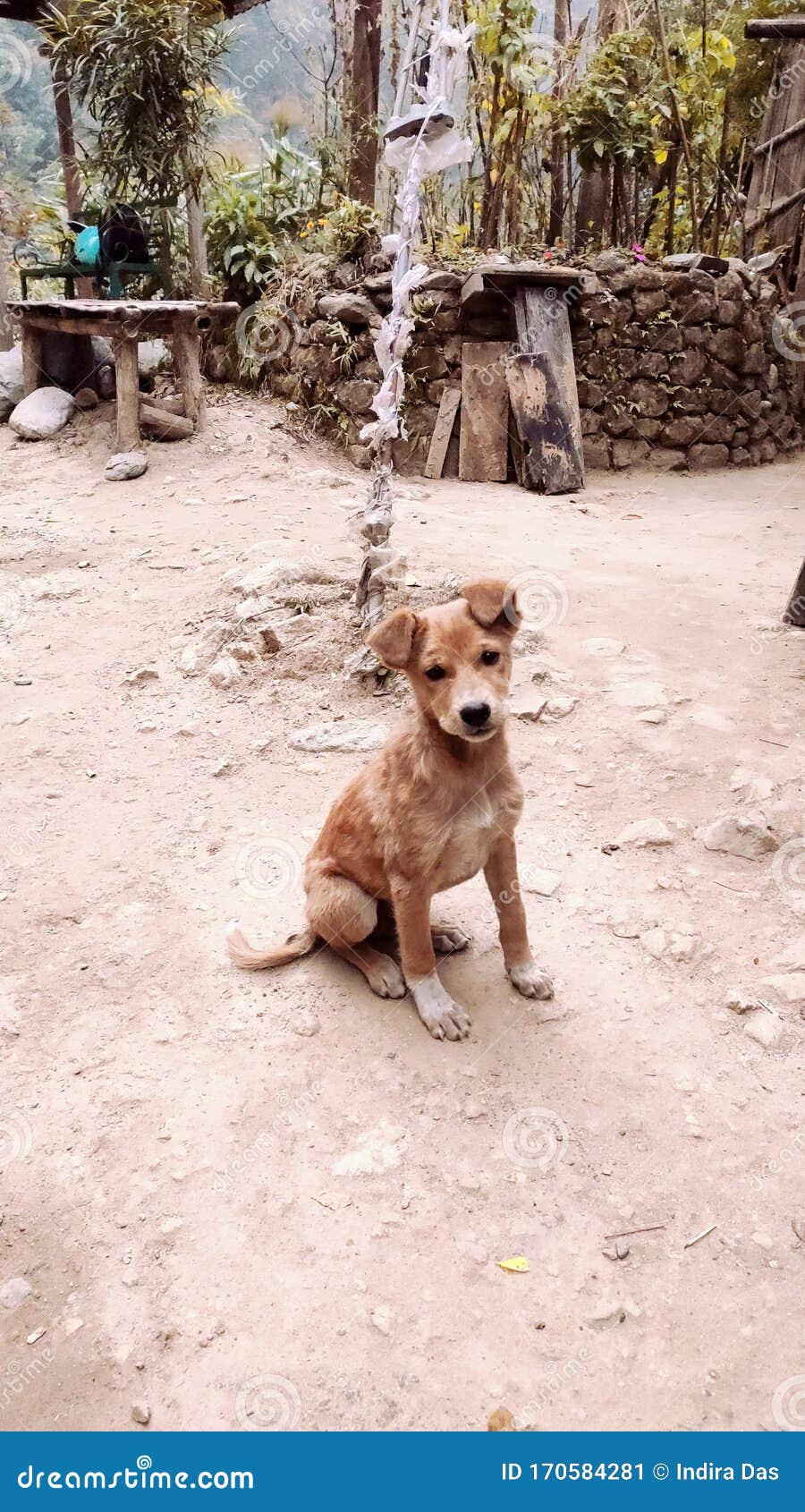 A cute puppy looks nice. stock image. Image of street - 170584281