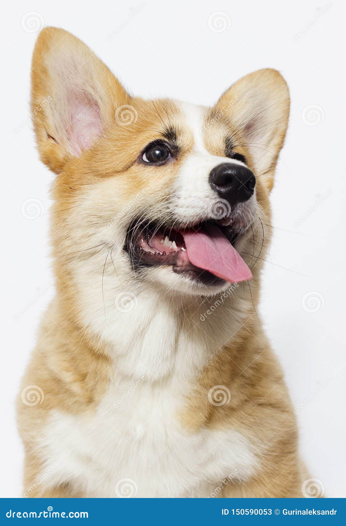 Cute Puppy Looks Sideways, Welsh Corgi Stock Image - Image of beautiful ...