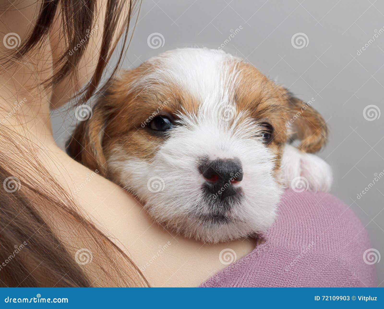 Cute Puppy Lying on a Human Shoulder and Looking at Camera Stock Image ...