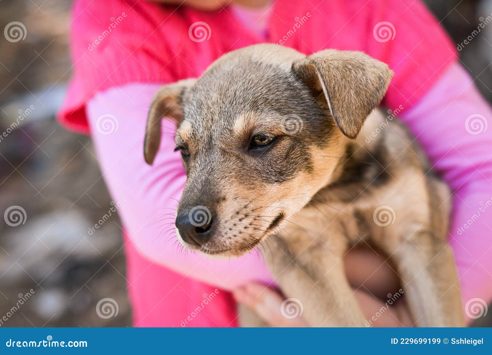 Cute Puppy with a Muzzle Expressing Calmness in the Hands of a Small ...