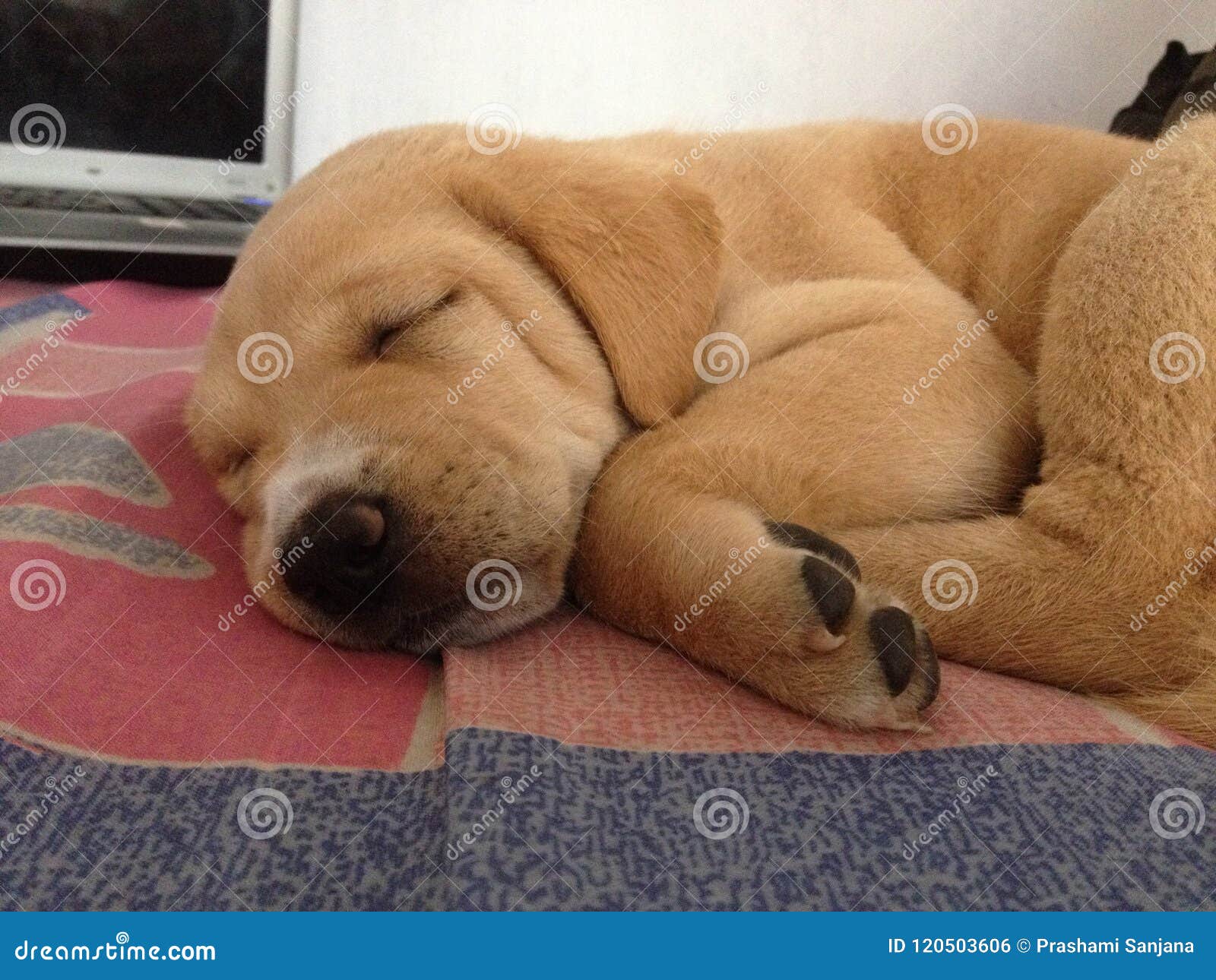 Cute puppy on a nap stock photo. Image of dreams, cutie - 120503606
