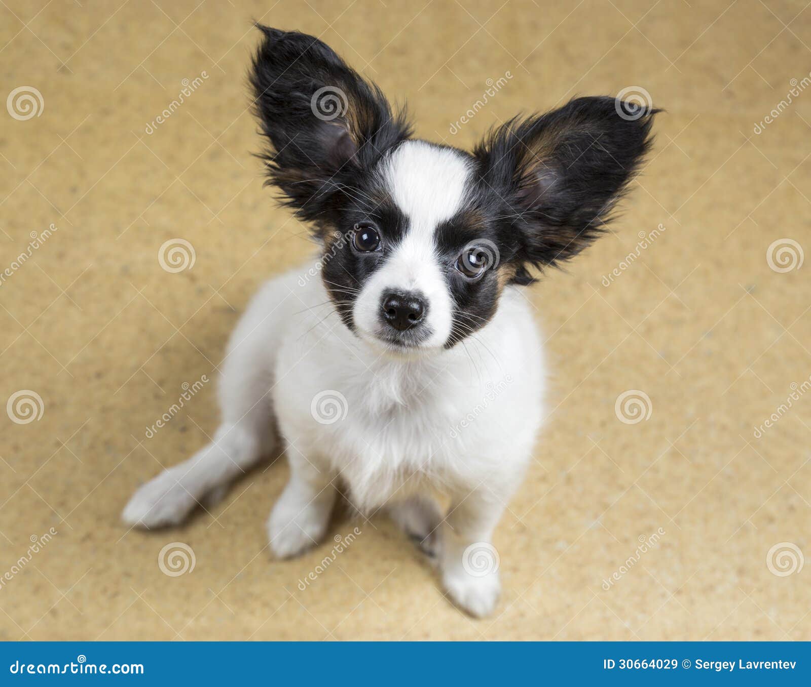 Cute Puppy Papillon Sitting Stock Image - Image of papillon, pets: 30664029