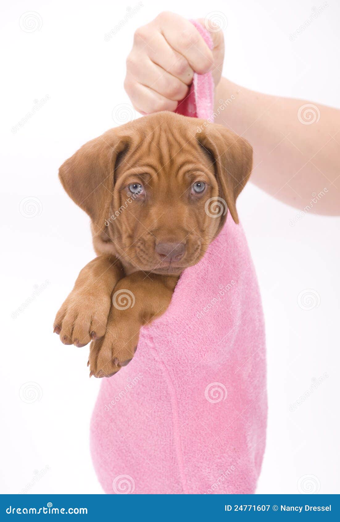 Cute puppy in pink sock stock image. Image of baby, breeding - 24771607