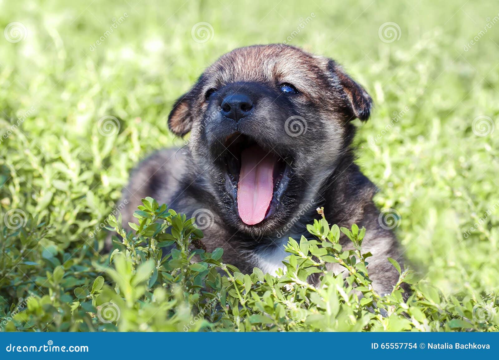 Cute puppy playing stock photo. Image of happy, smile - 65557754