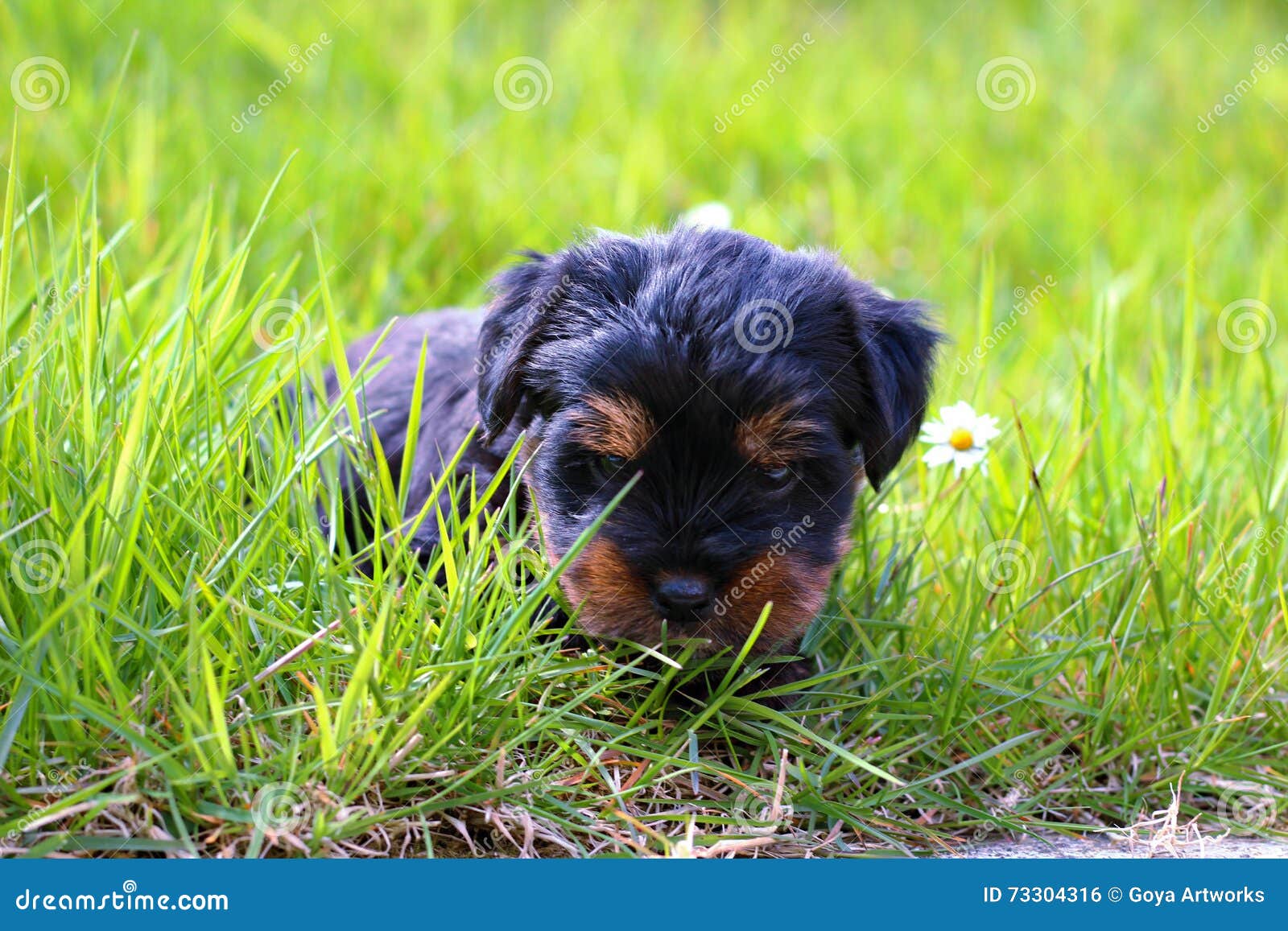 Cute puppy playing outside stock photo. Image of eyes - 73304316