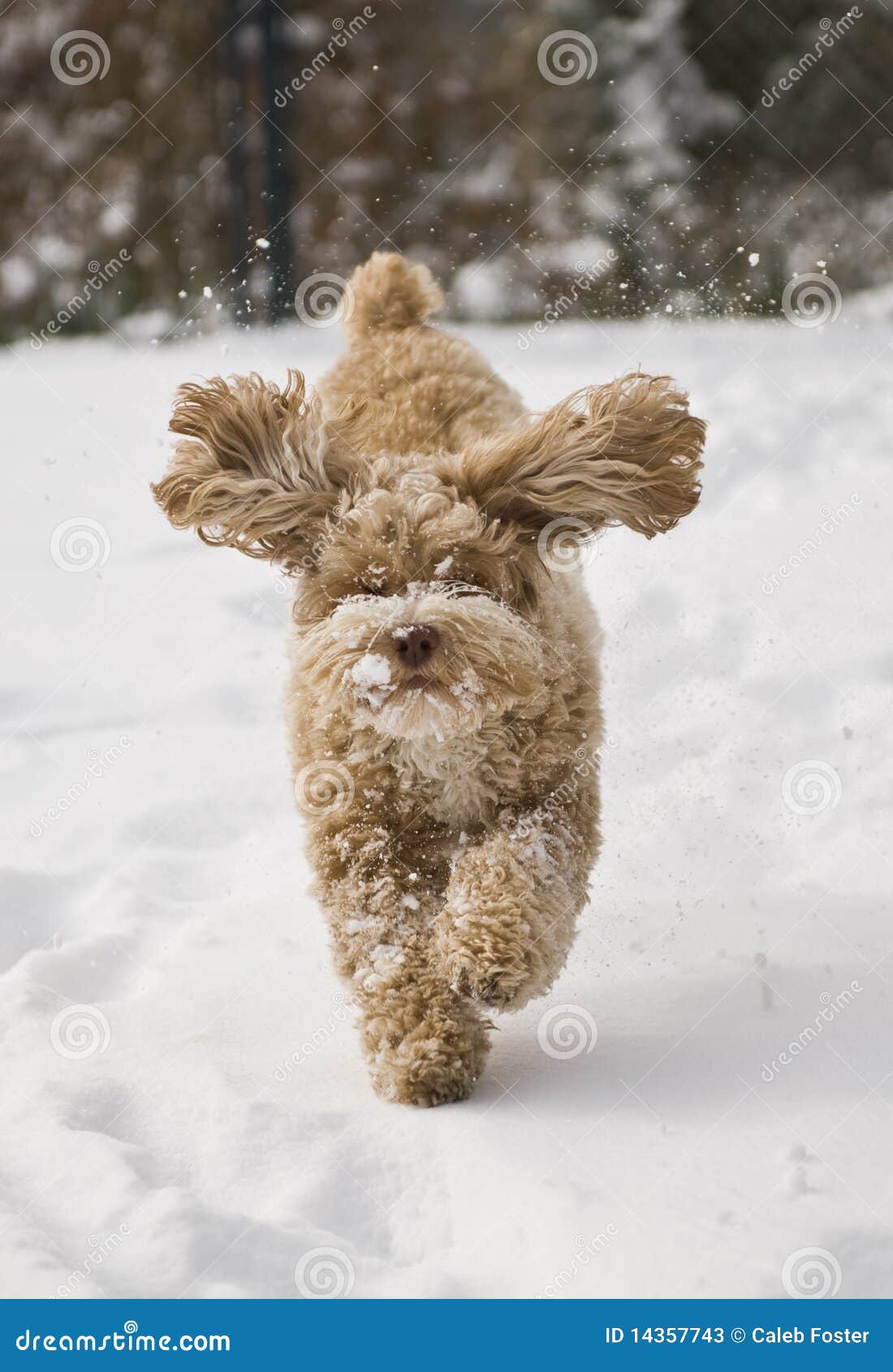 Cute Puppy Playing in the Snow Stock Image - Image of apricot, friend ...