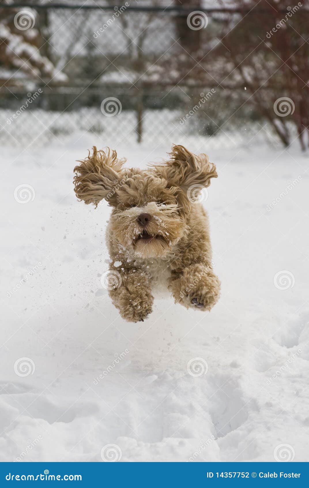 Cute Puppy Playing in the Snow Stock Photo - Image of paws, pedigreed ...