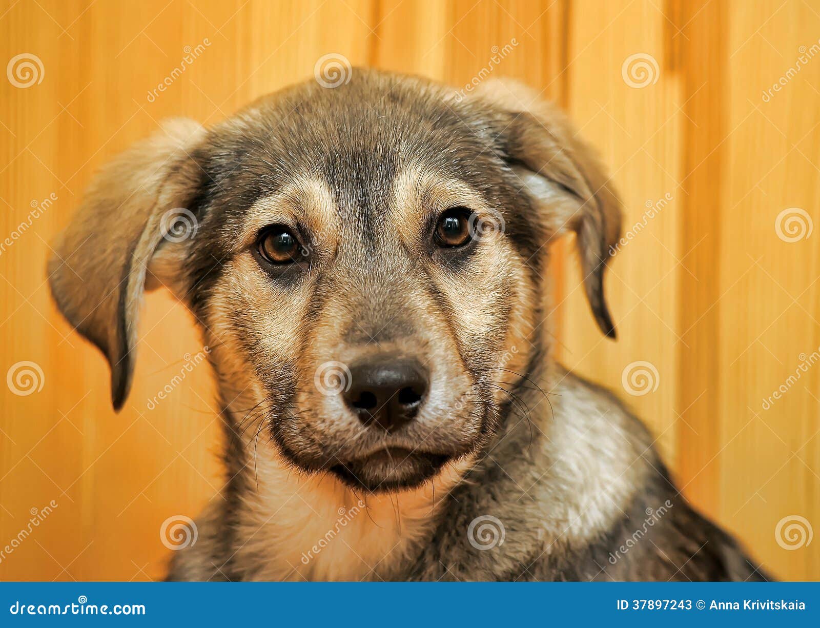 Cute puppy pooch stock image. Image of baby, beige, cute - 37897243