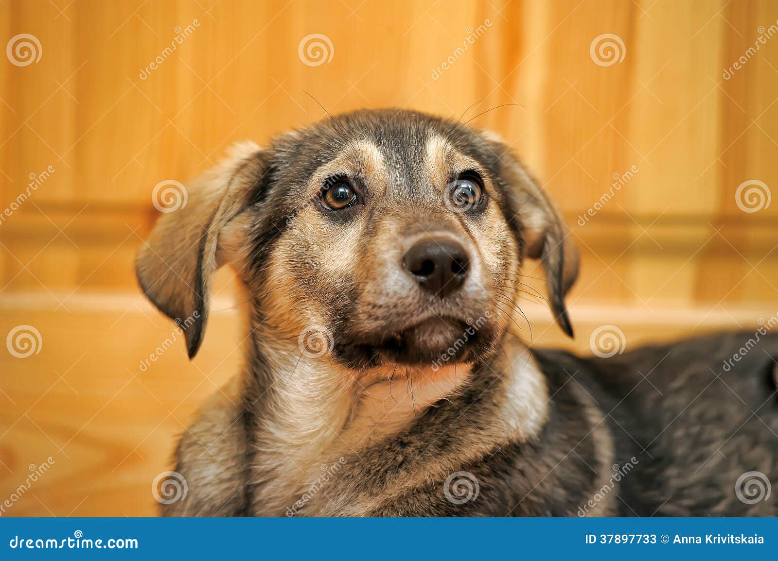 Cute puppy pooch stock image. Image of breed, color, close - 37897733