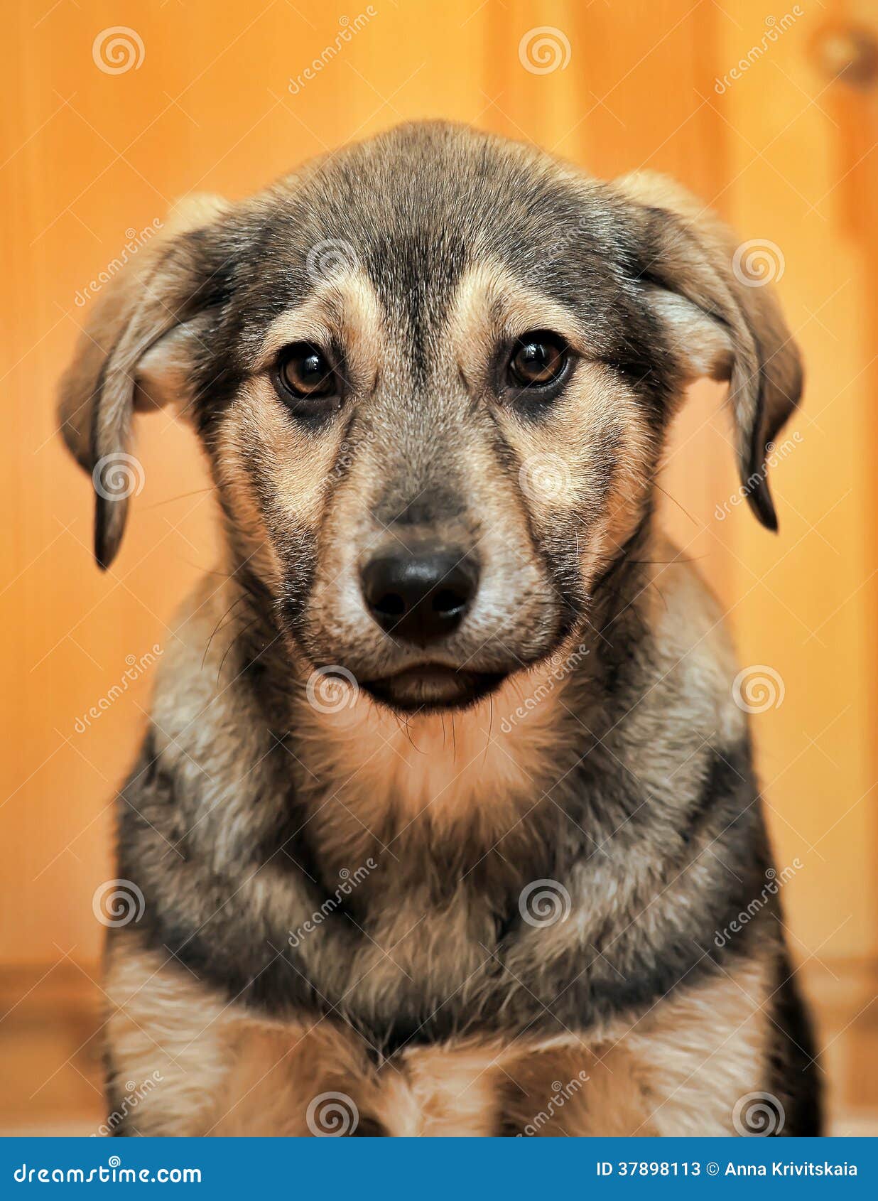 Cute puppy pooch stock image. Image of baby, animal, adorable - 37898113