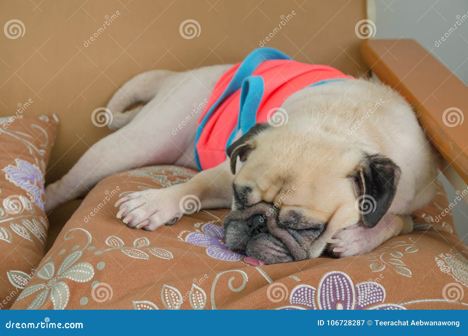 Cute Puppy Pug Dog Resting on Pillow in Sofa Stock Image - Image of ...